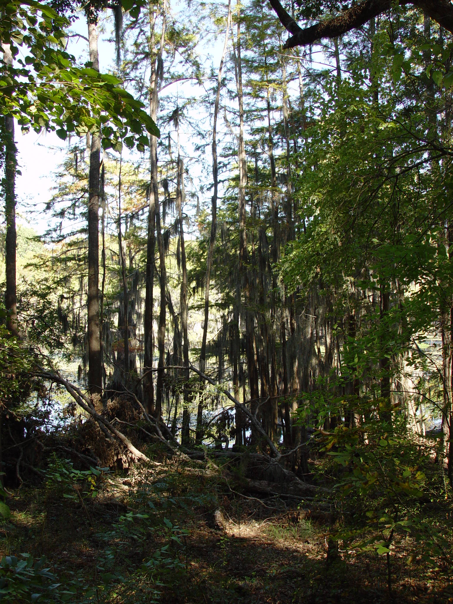 Spanish Moss & the Swamp | Pics4Learning