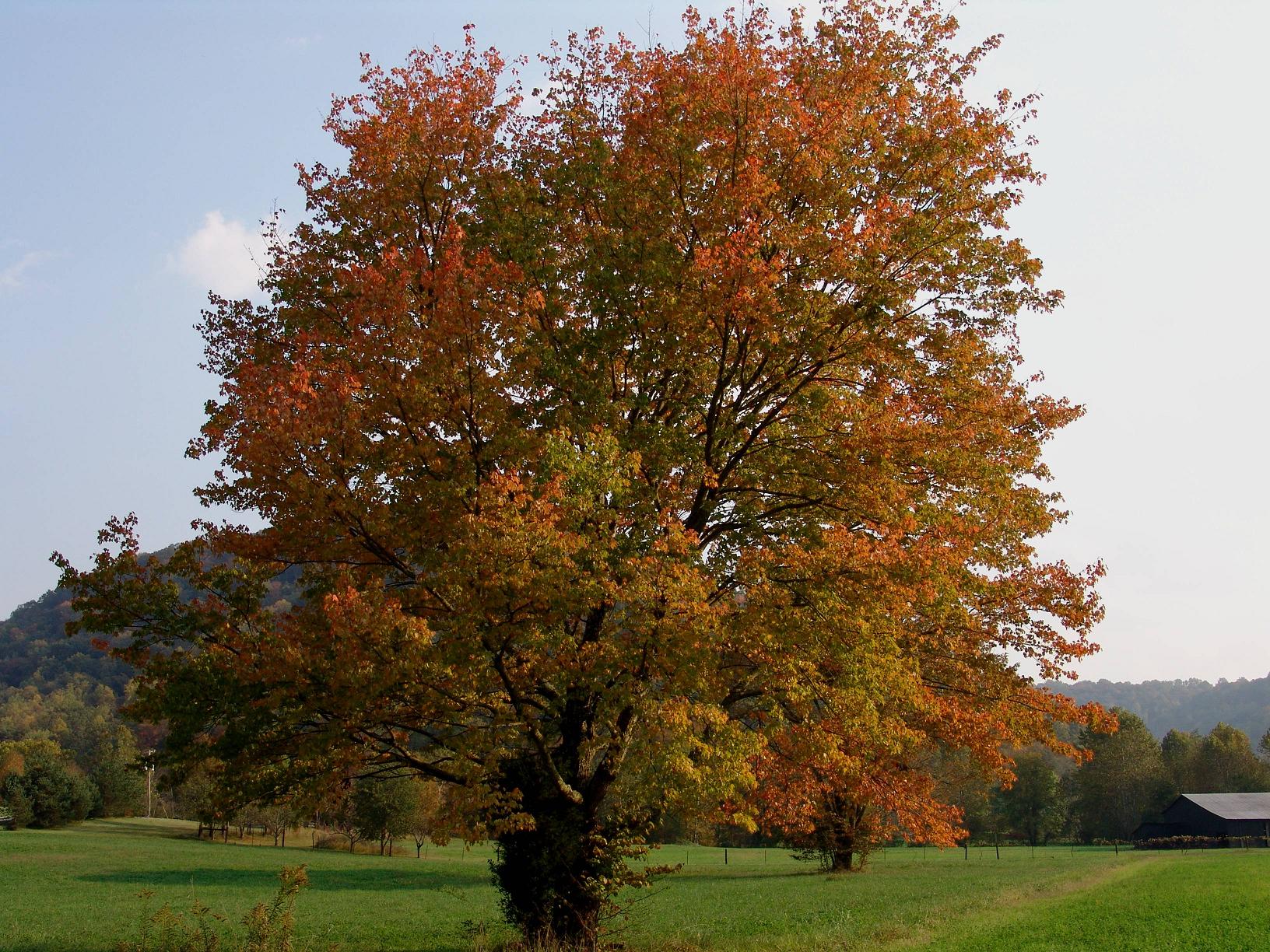 Fall Colors 003 | Pics4Learning