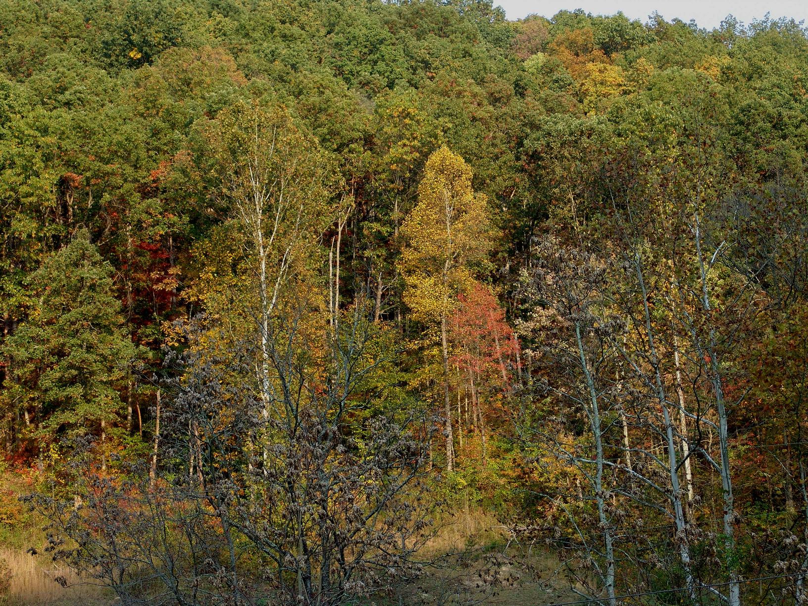 Fall Colors 010 | Pics4Learning