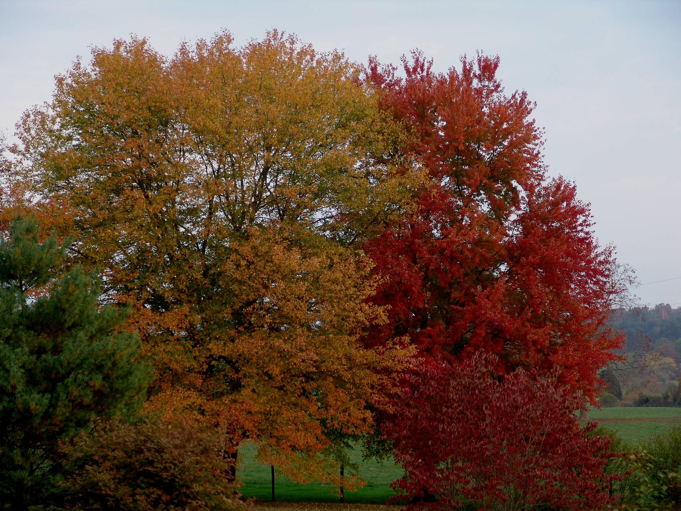 Fall Colors 014 | Pics4Learning