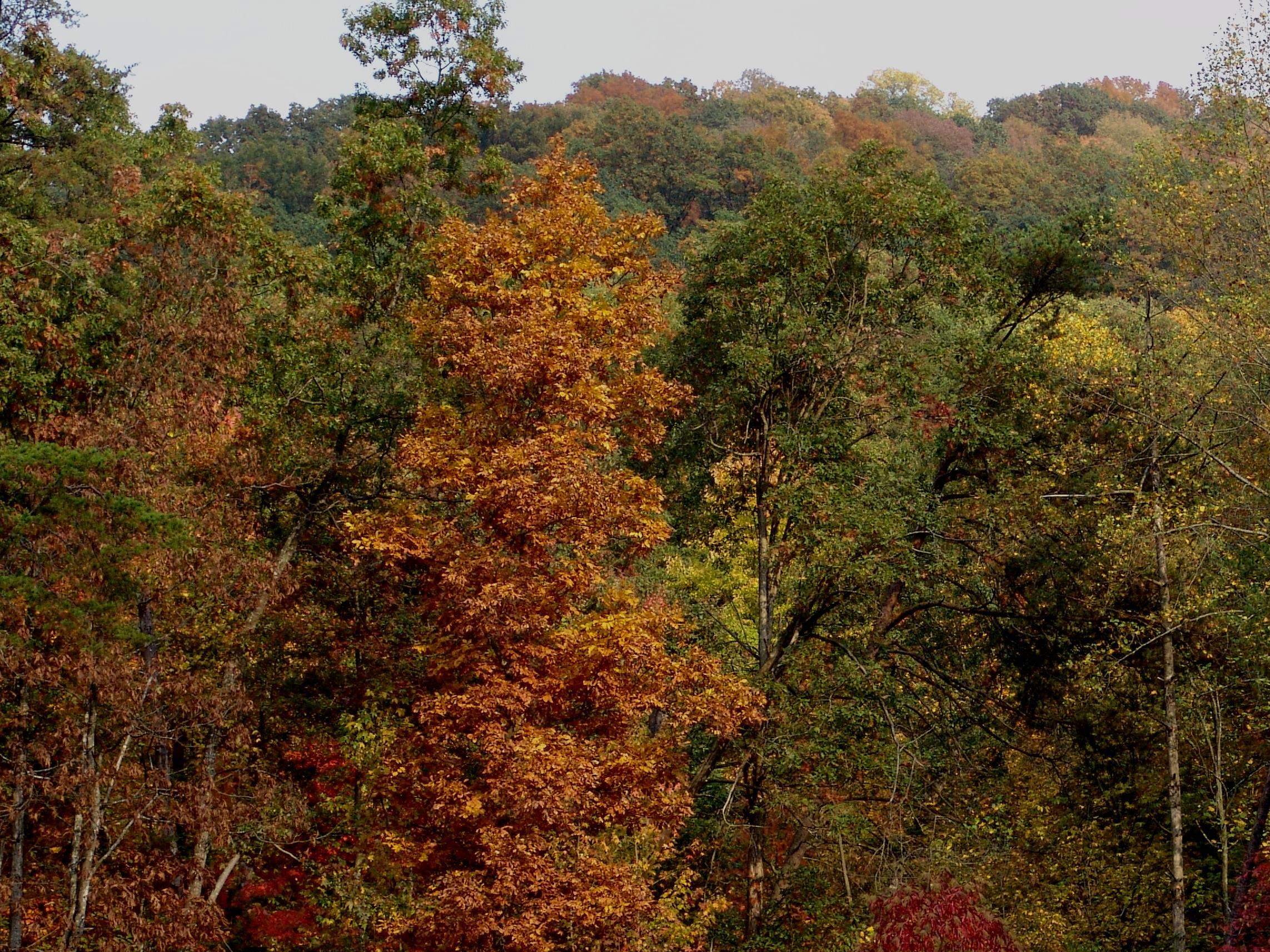 Fall Colors 020 | Pics4Learning