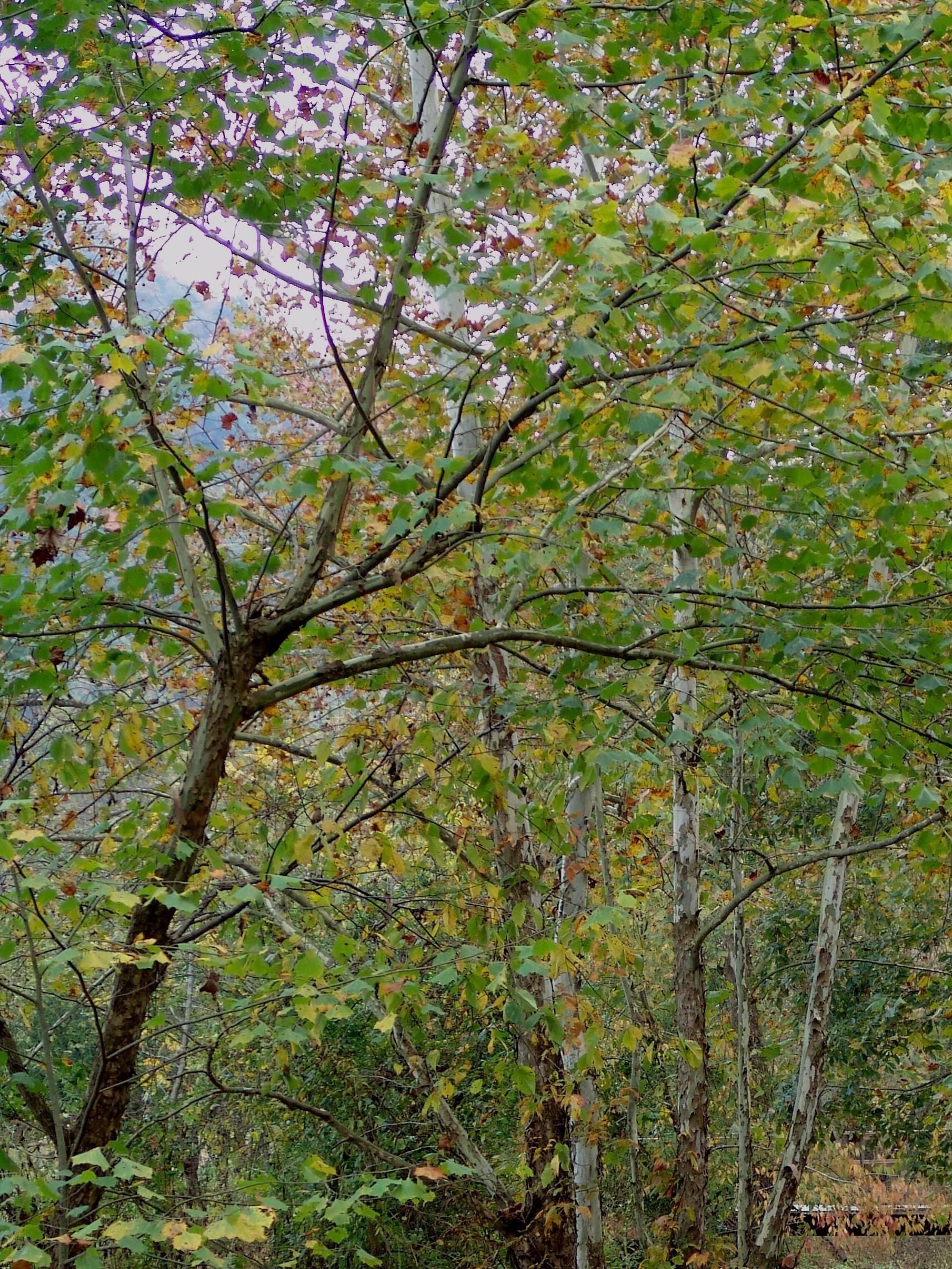 Fall Color 026 | Pics4Learning