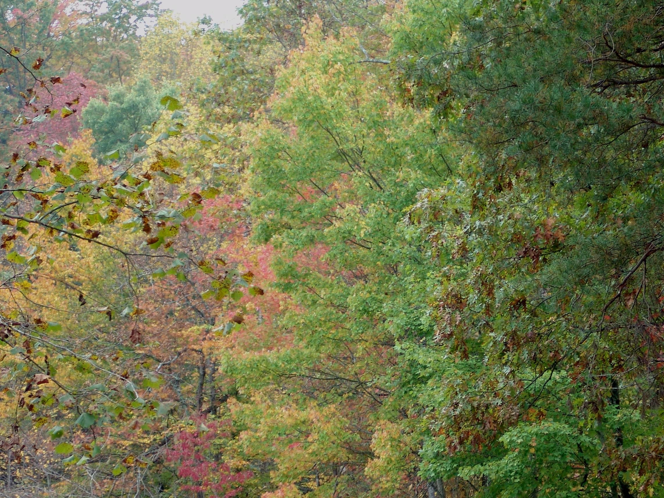 Fall Color 030 | Pics4Learning