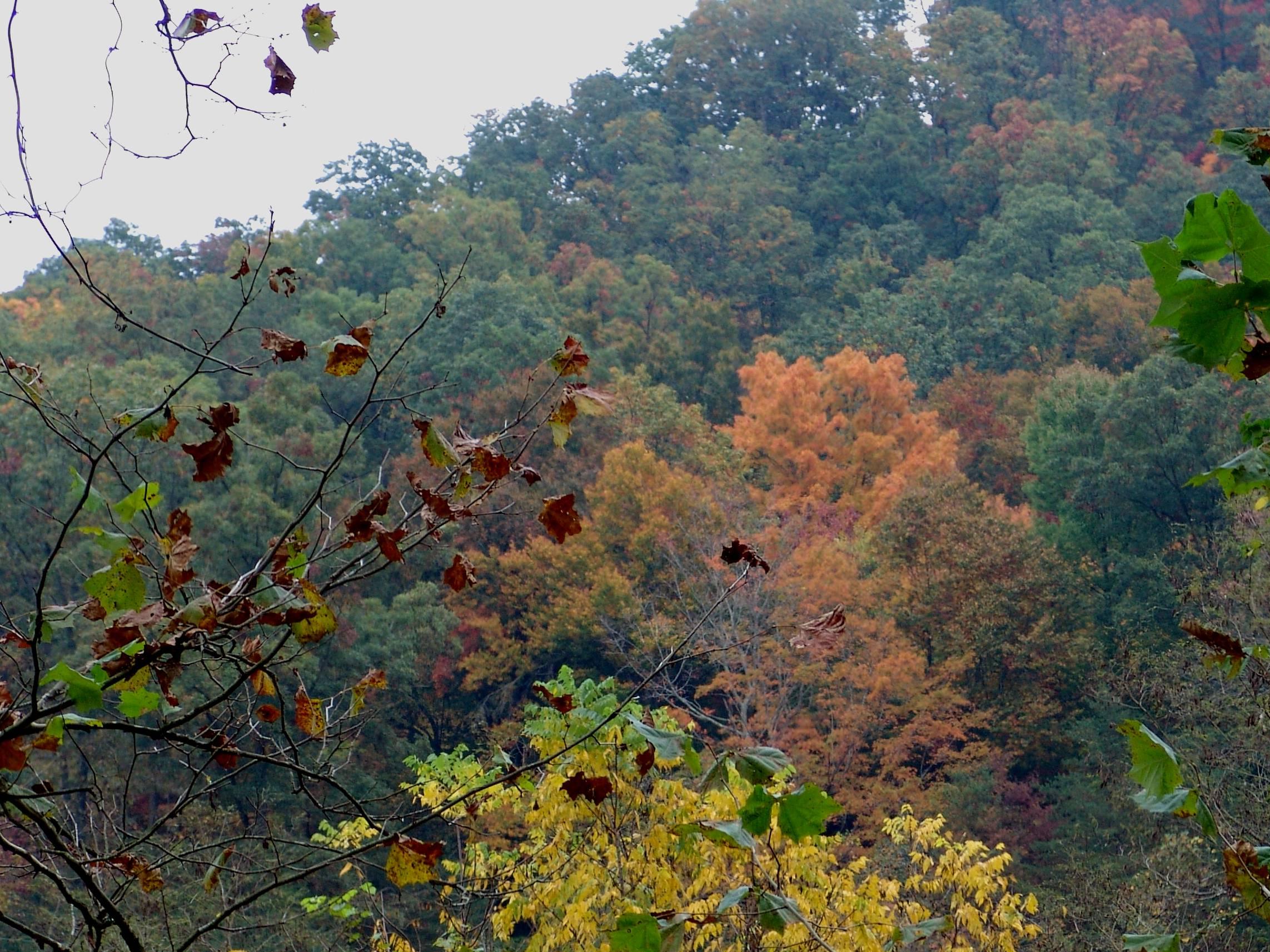 Fall Color 032 | Pics4Learning