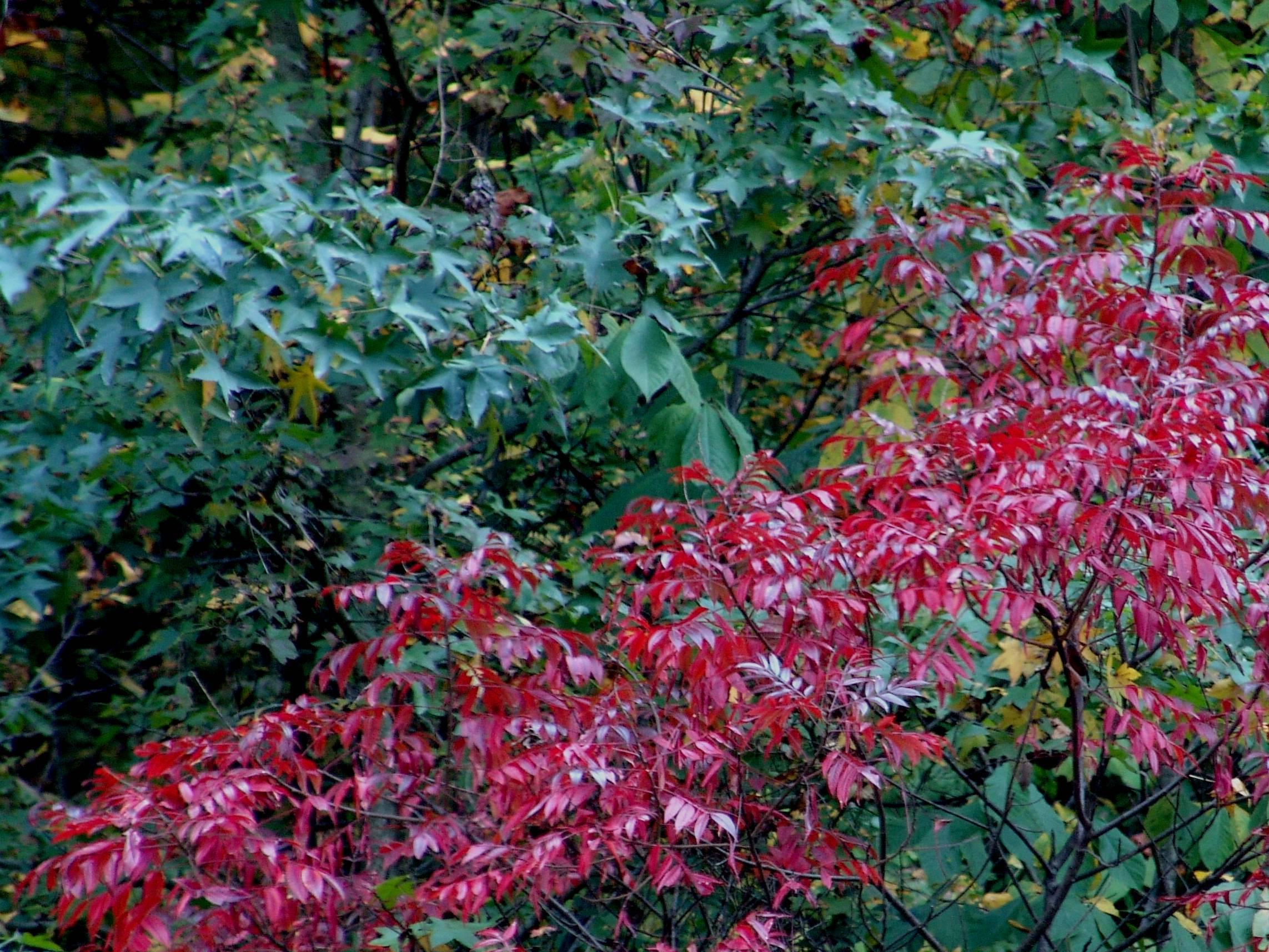 Fall Color 043 | Pics4Learning