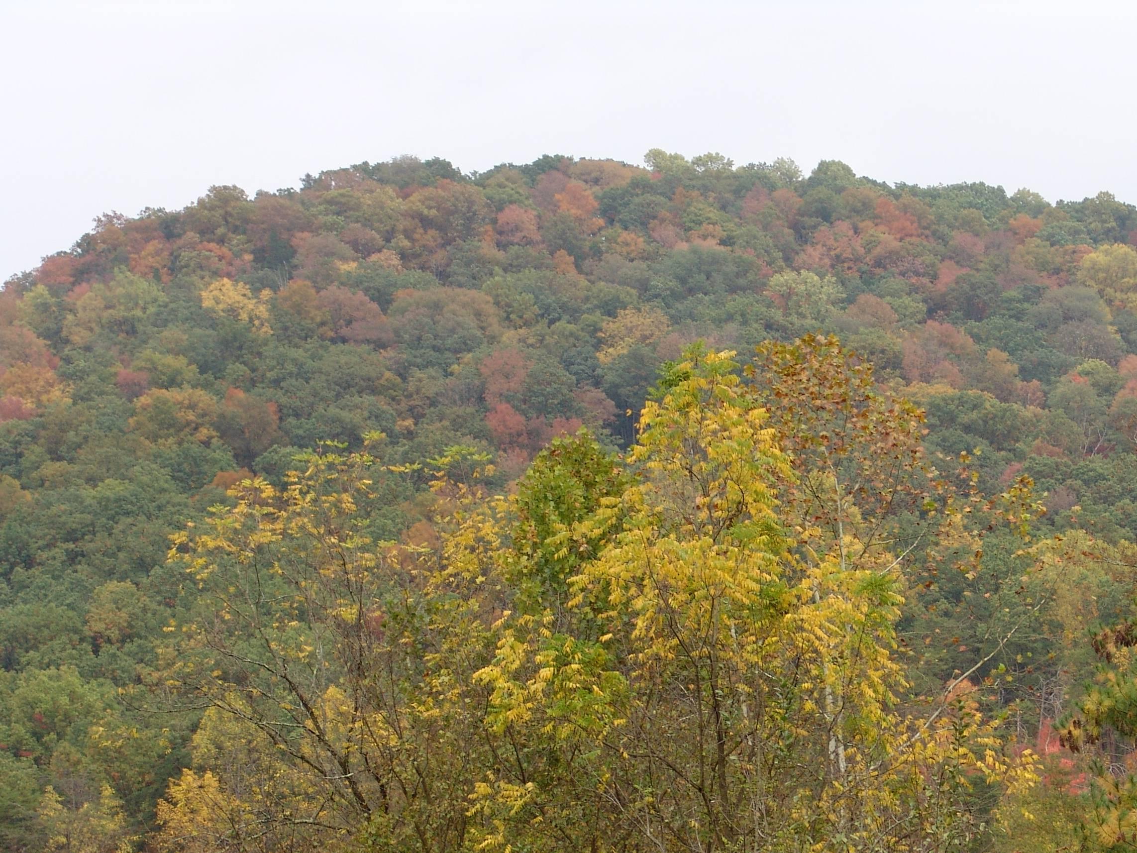Fall Color 048 | Pics4Learning