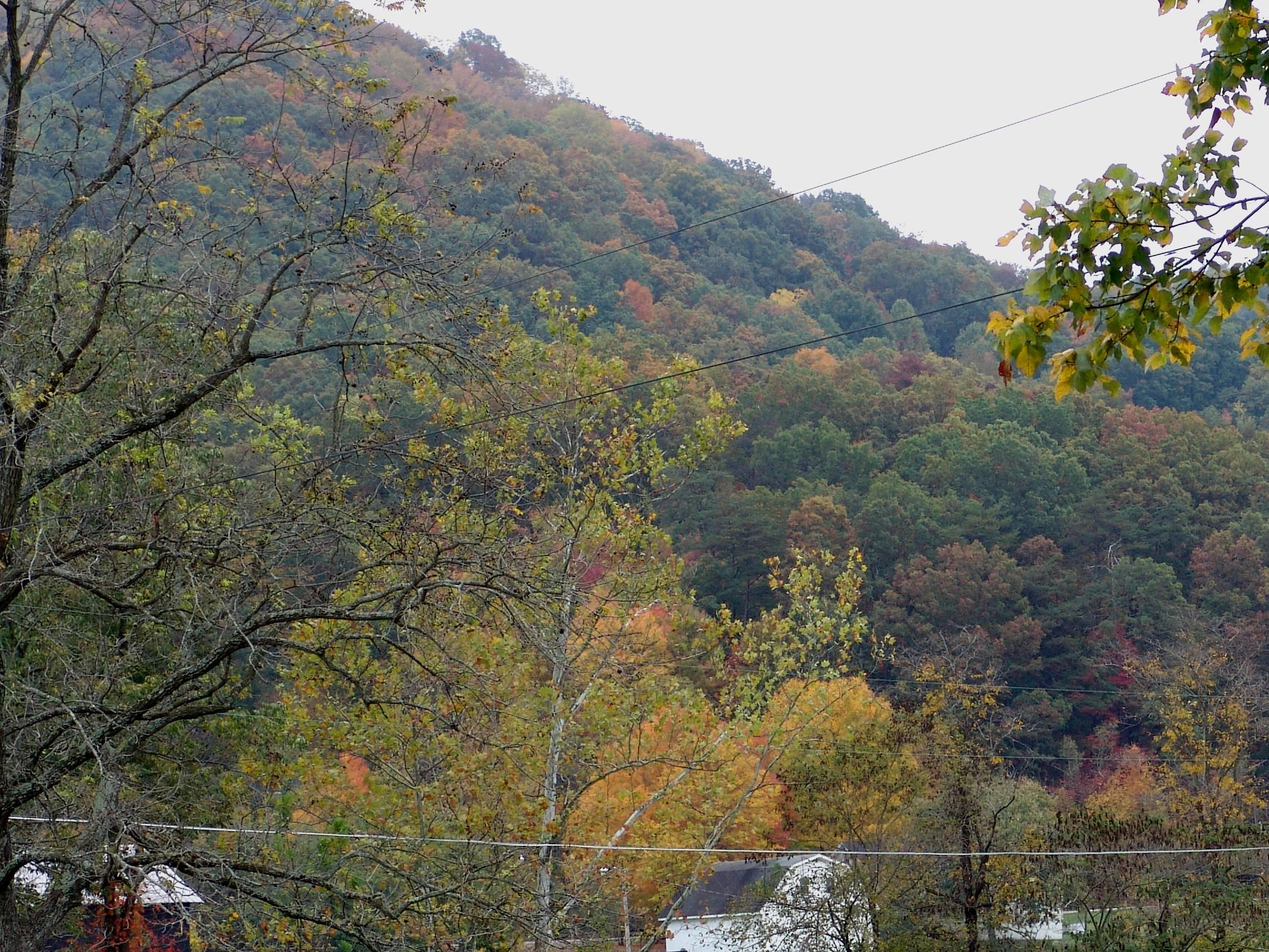 Fall Color 062 | Pics4Learning