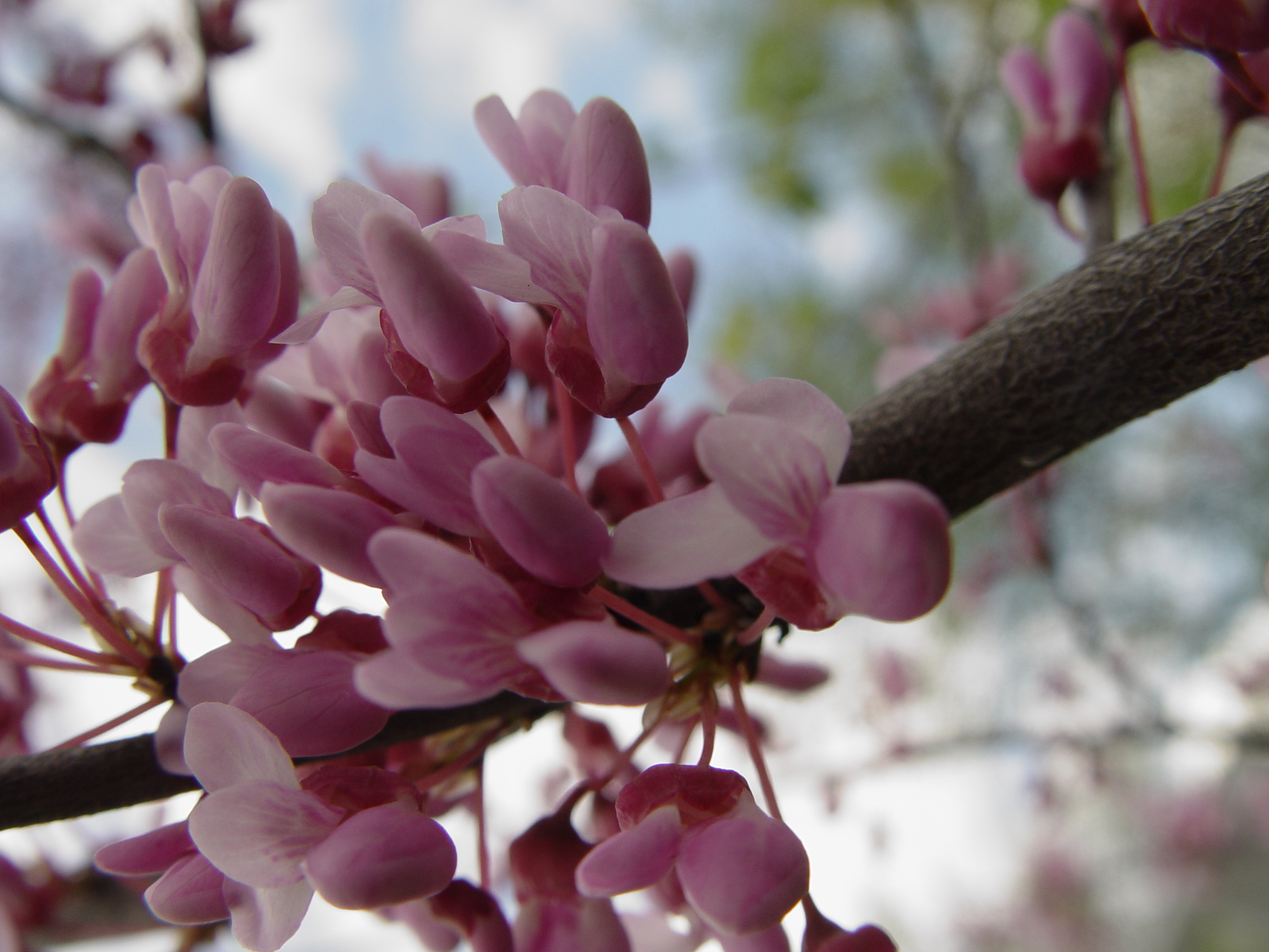 red bud | Pics4Learning