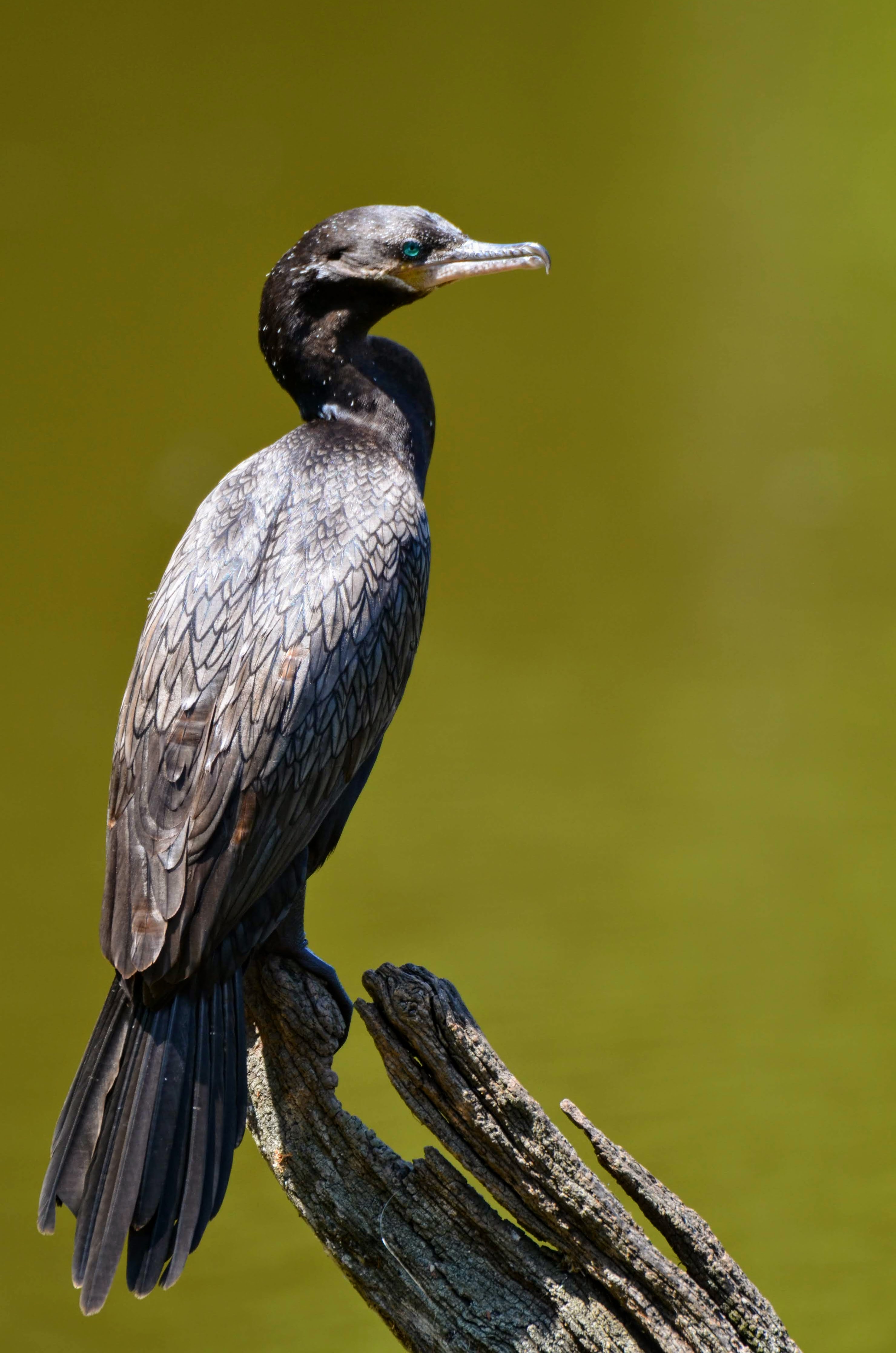 Neotropic cormorant | Pics4Learning