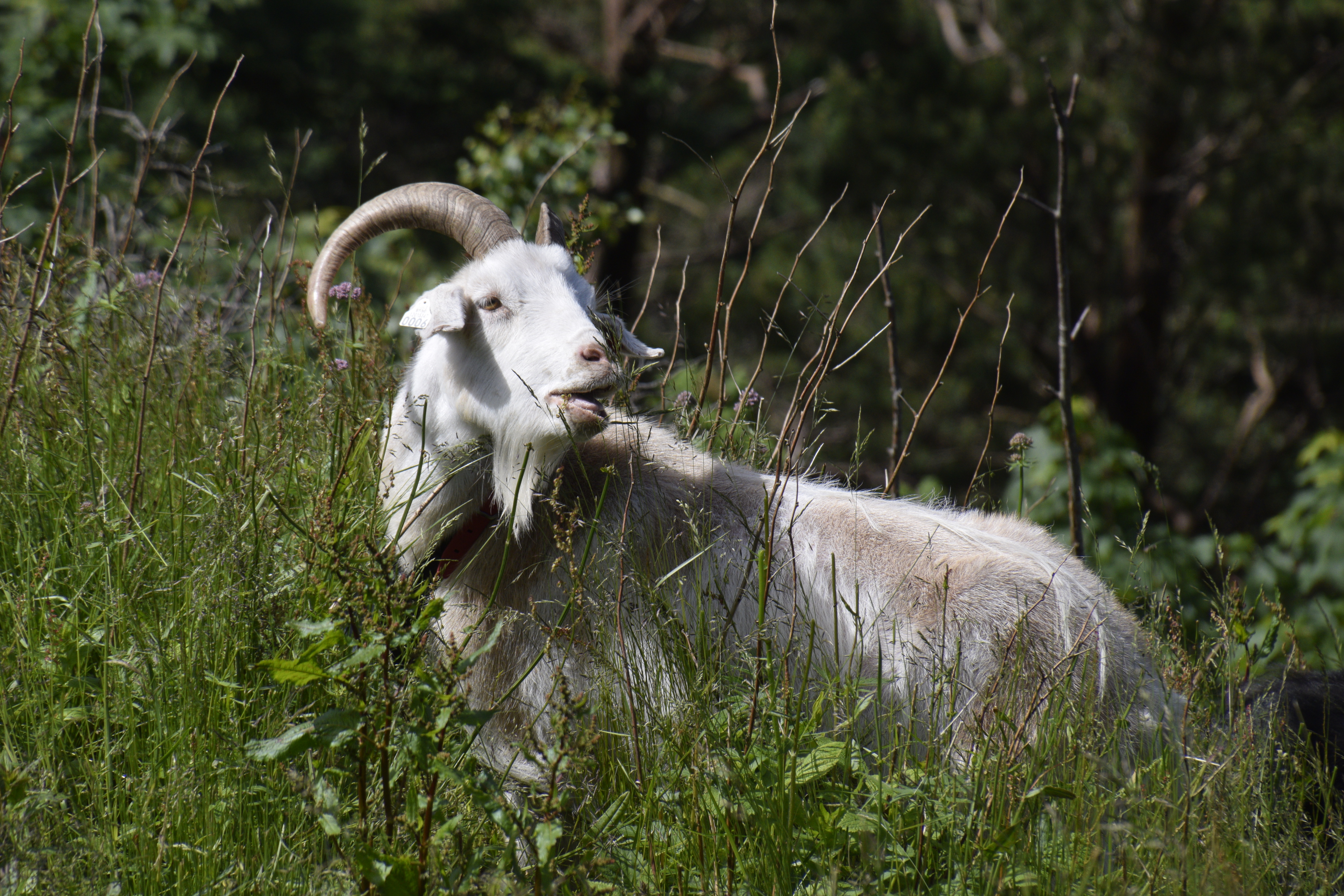 Norway Mountain Goat | Pics4Learning