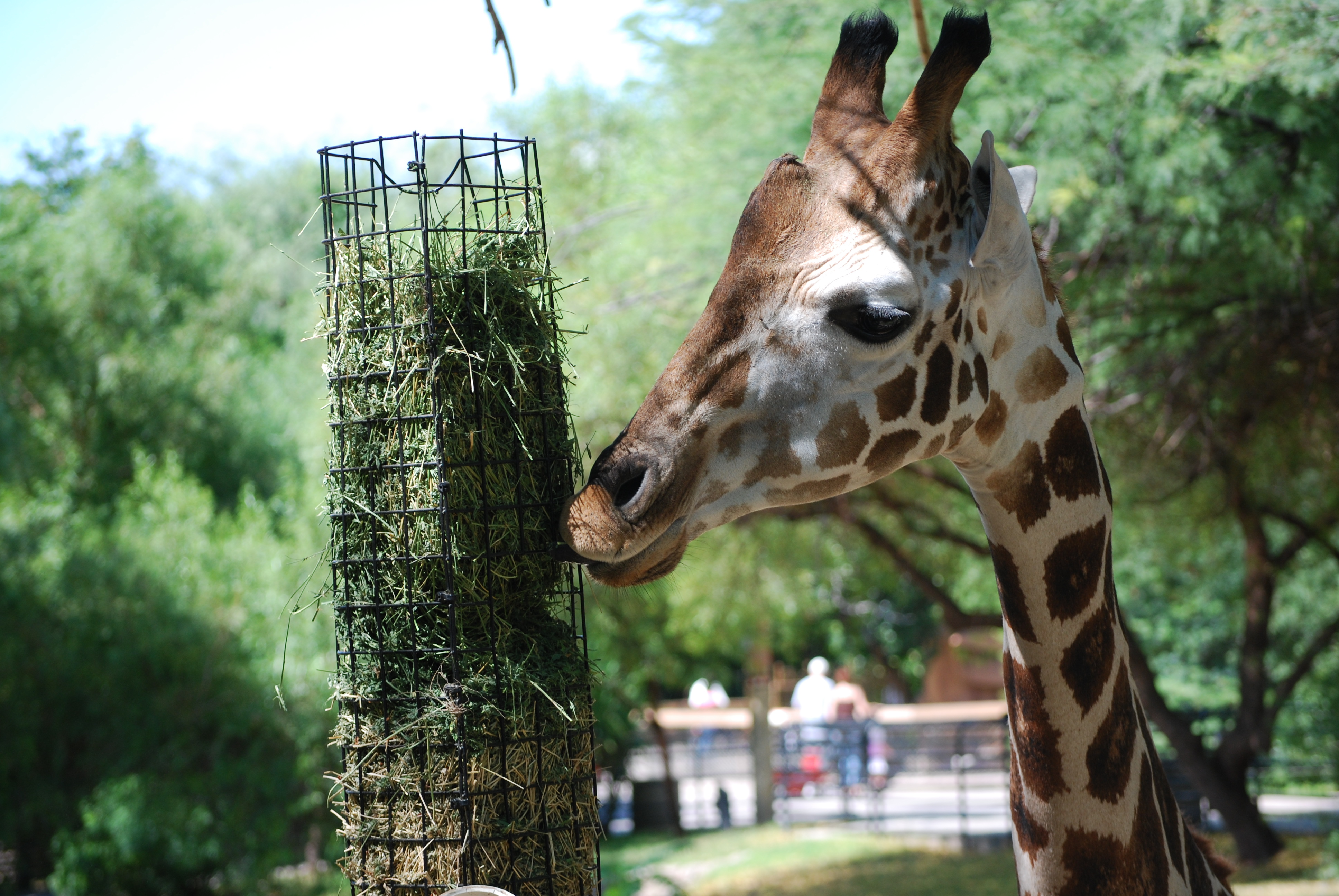 Giraffe | Pics4Learning