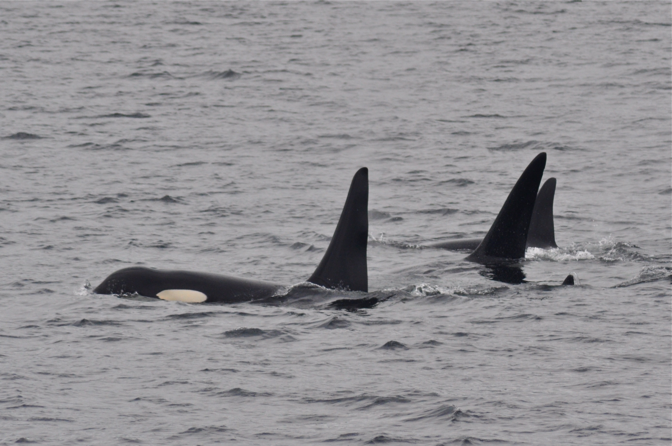 Pod of Orcas | Pics4Learning