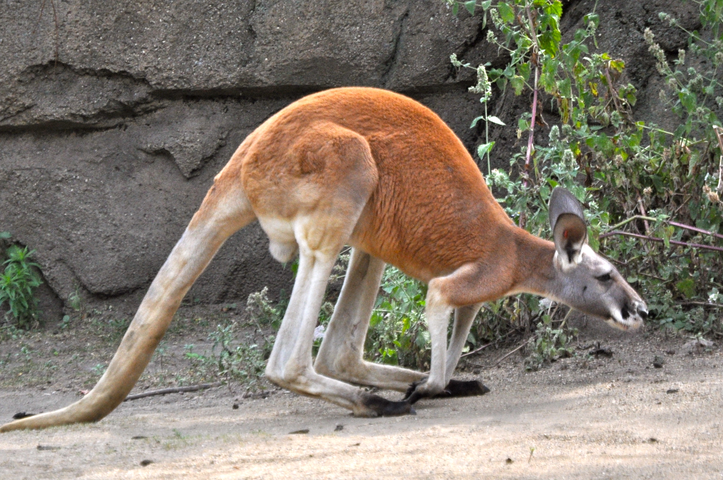 Kangaroo | Pics4Learning