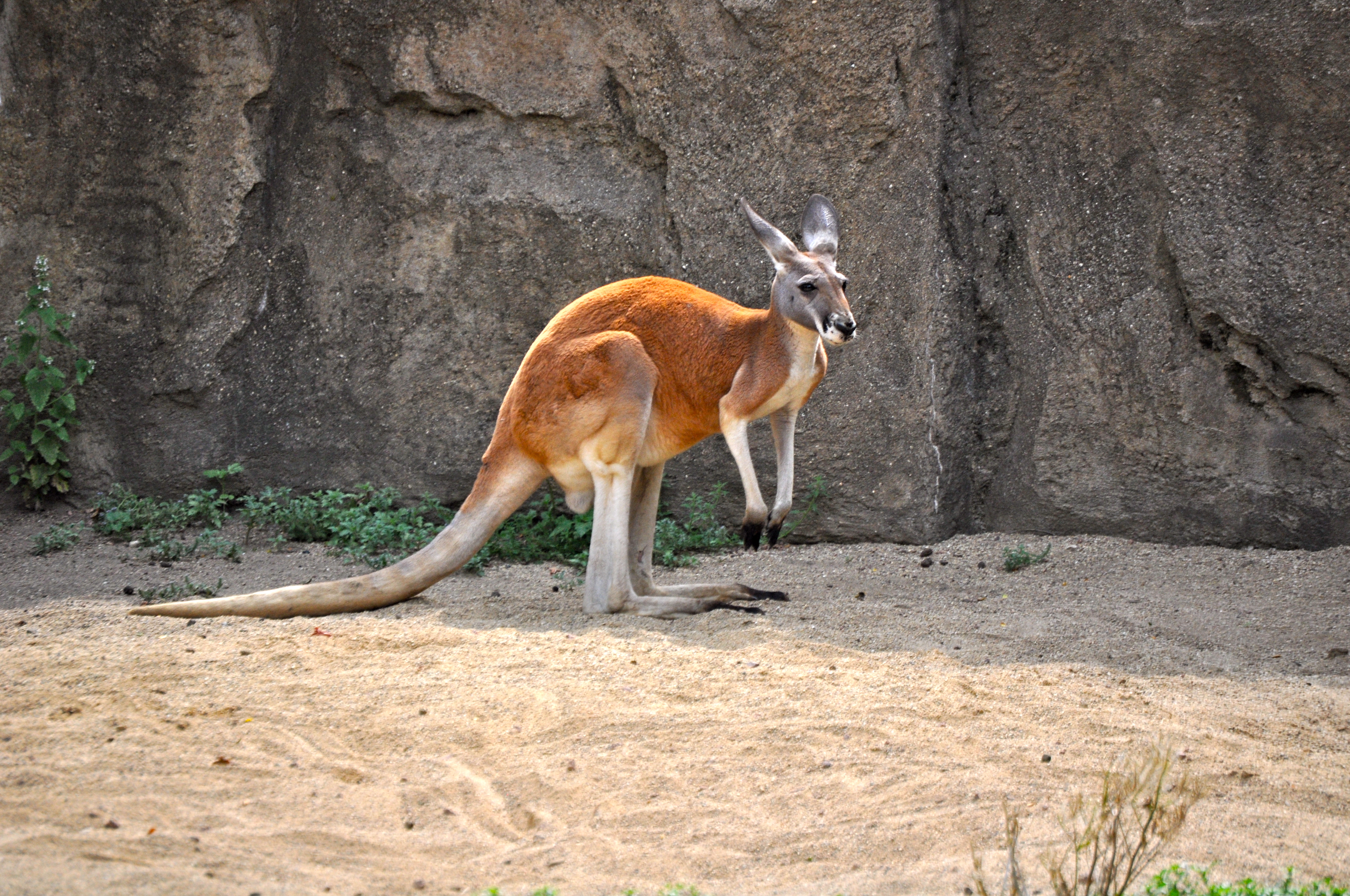 Kangaroo | Pics4Learning
