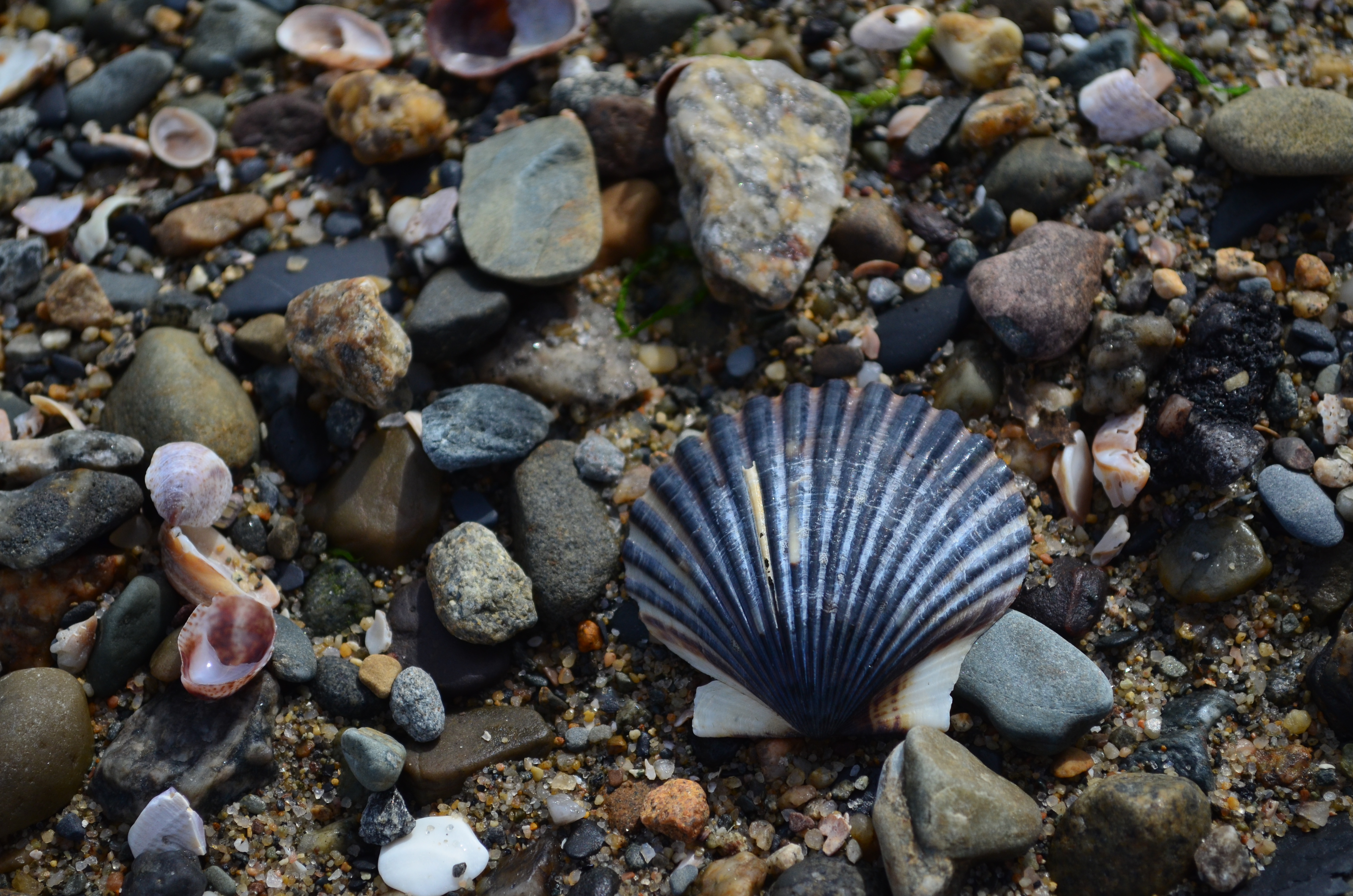 Scallop Shell on Beach | Pics4Learning