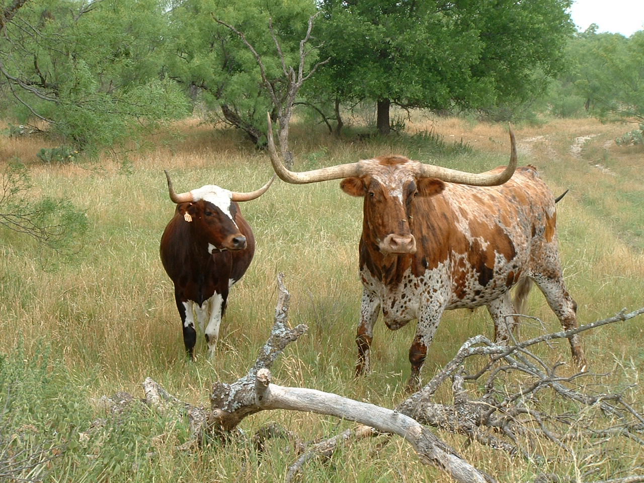 Texas Longhorns | Pics4Learning