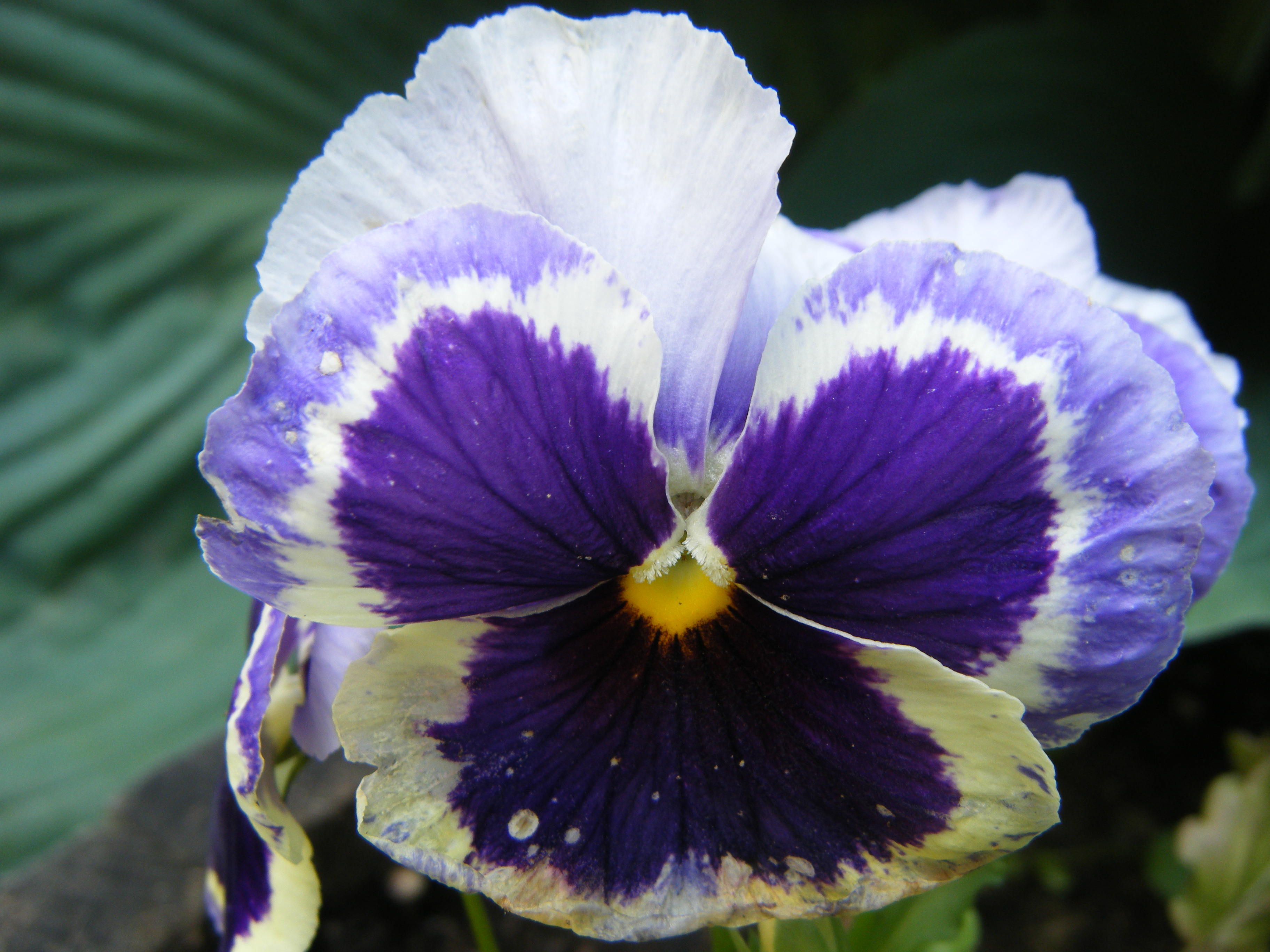 pansey | Pics4Learning