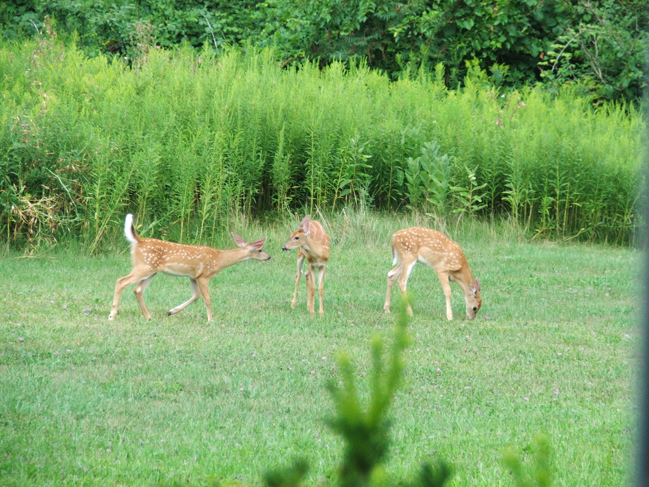 Three Fawns Playing | Pics4Learning