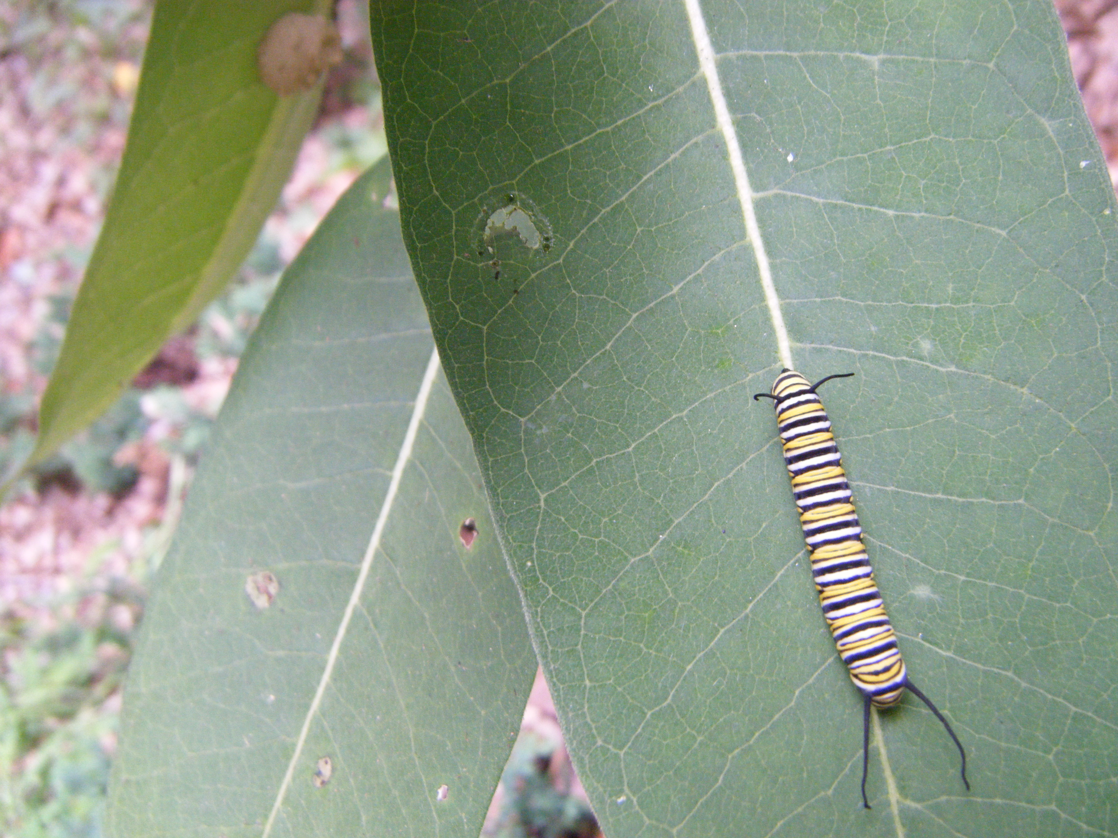 monarch butterfly caterpillar | Pics4Learning