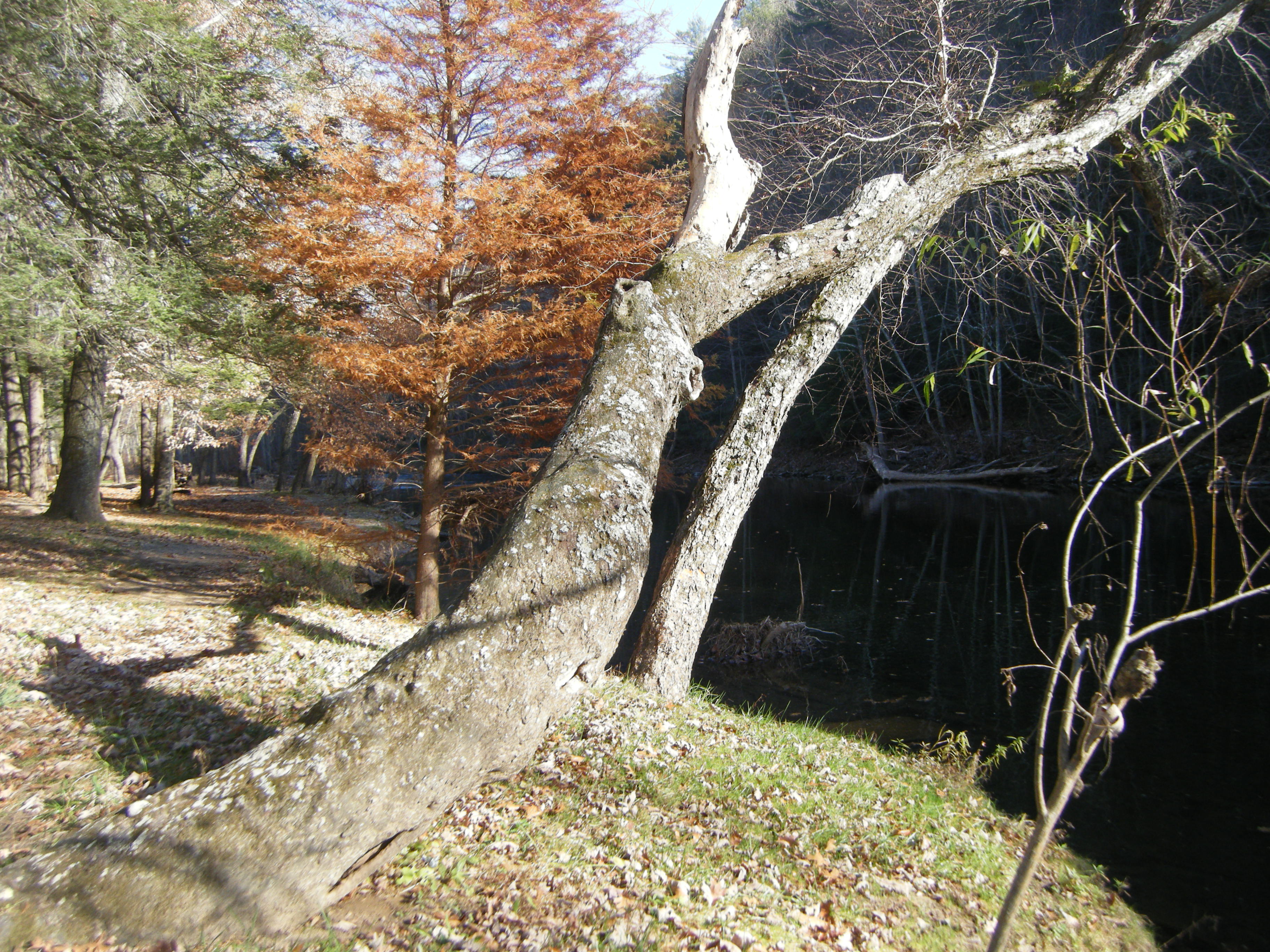 dead tree in autumn | Pics4Learning