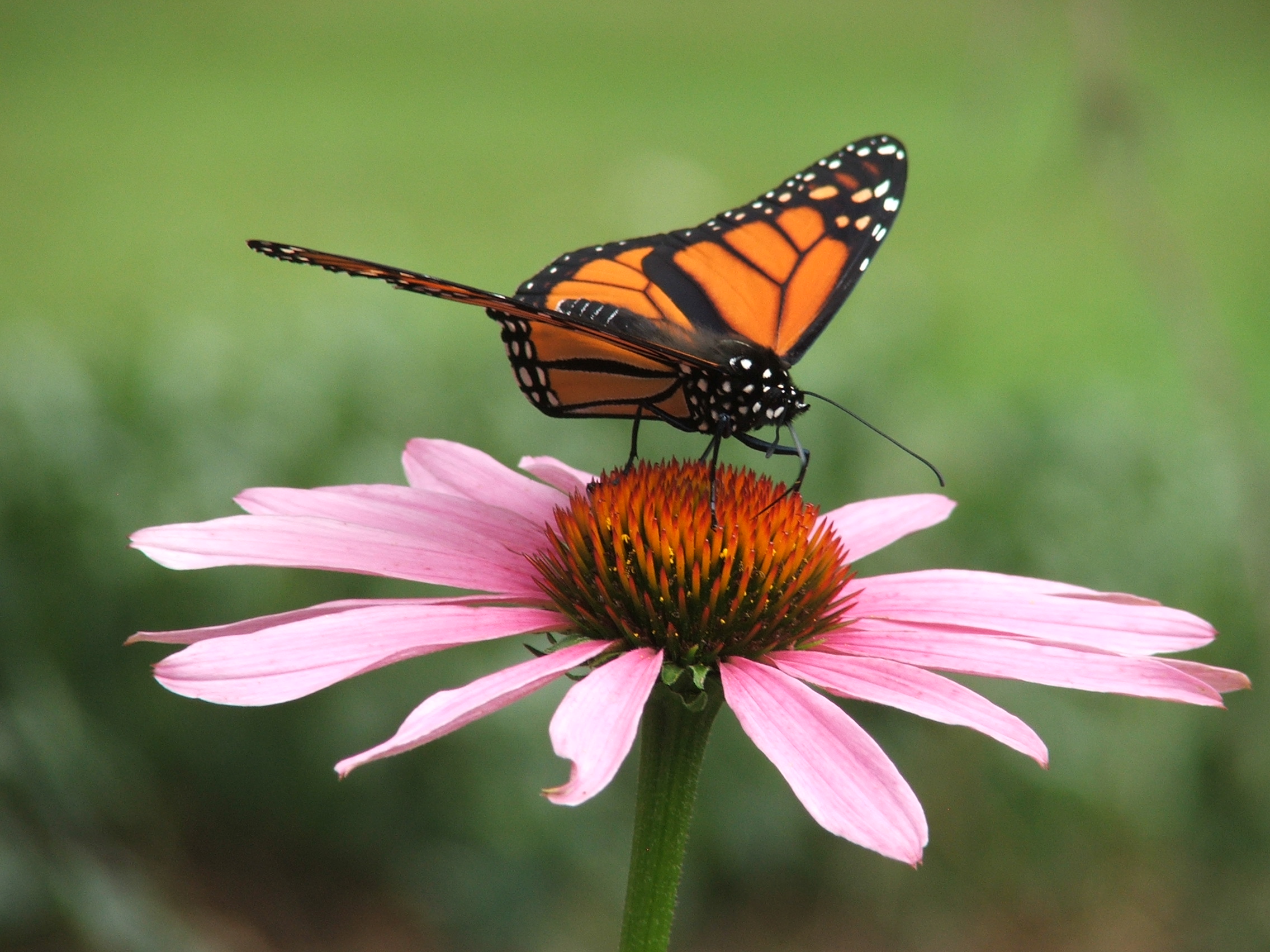 Monarch Butterfly on Cone Flower | Pics4Learning