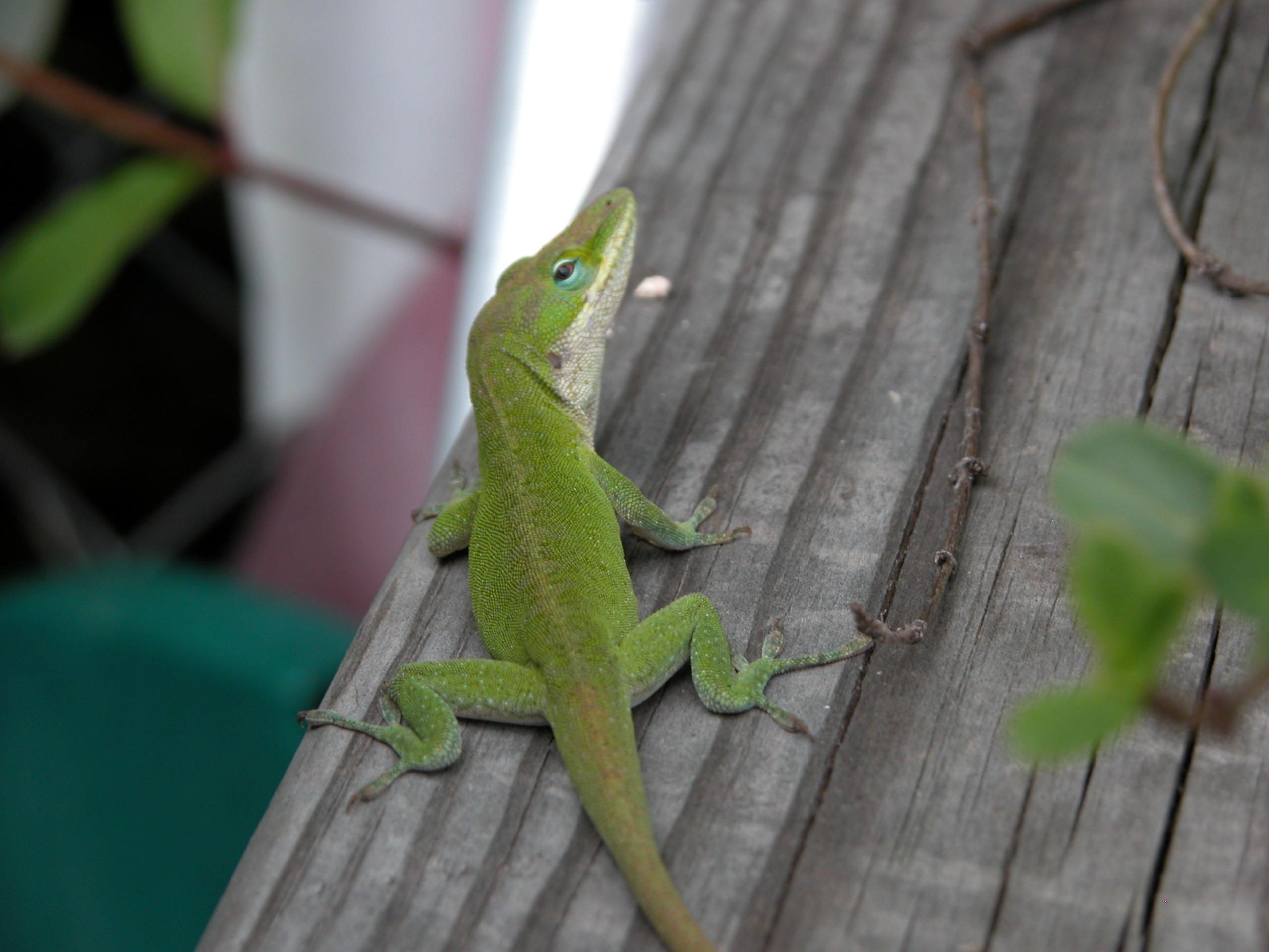 green lizard | Pics4Learning