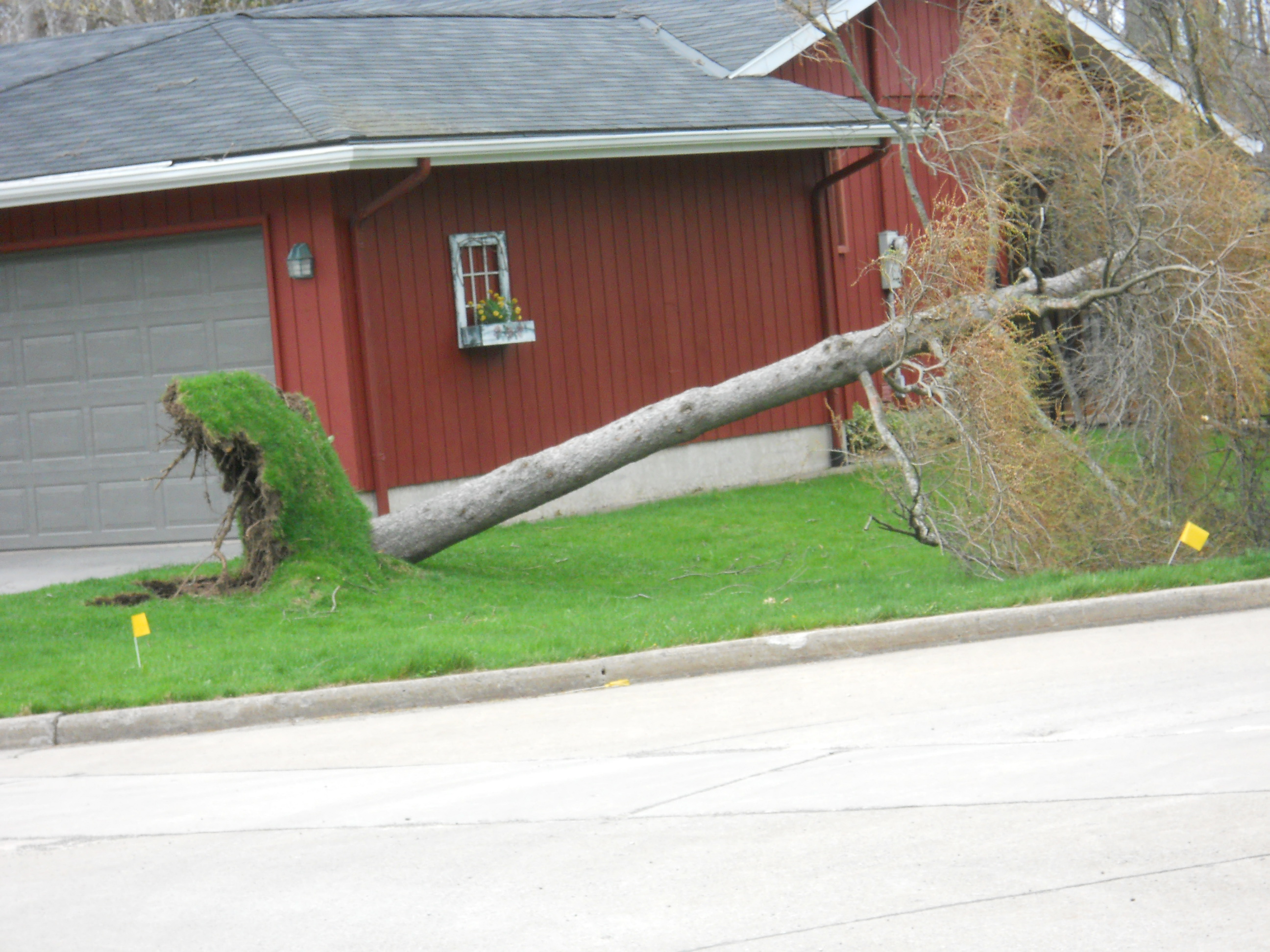 Wind Toppled Tree | Pics4Learning