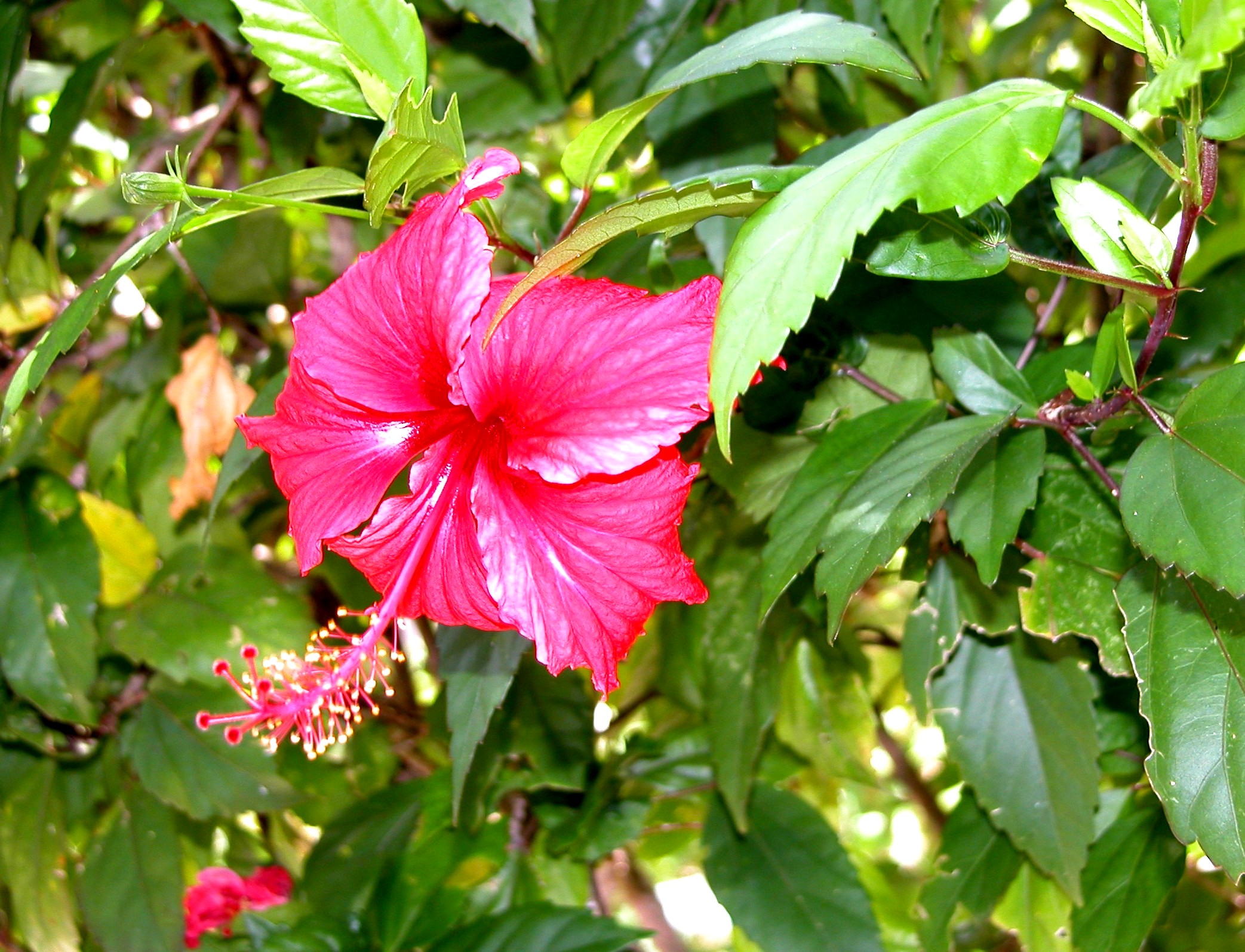 hibiscus | Pics4Learning