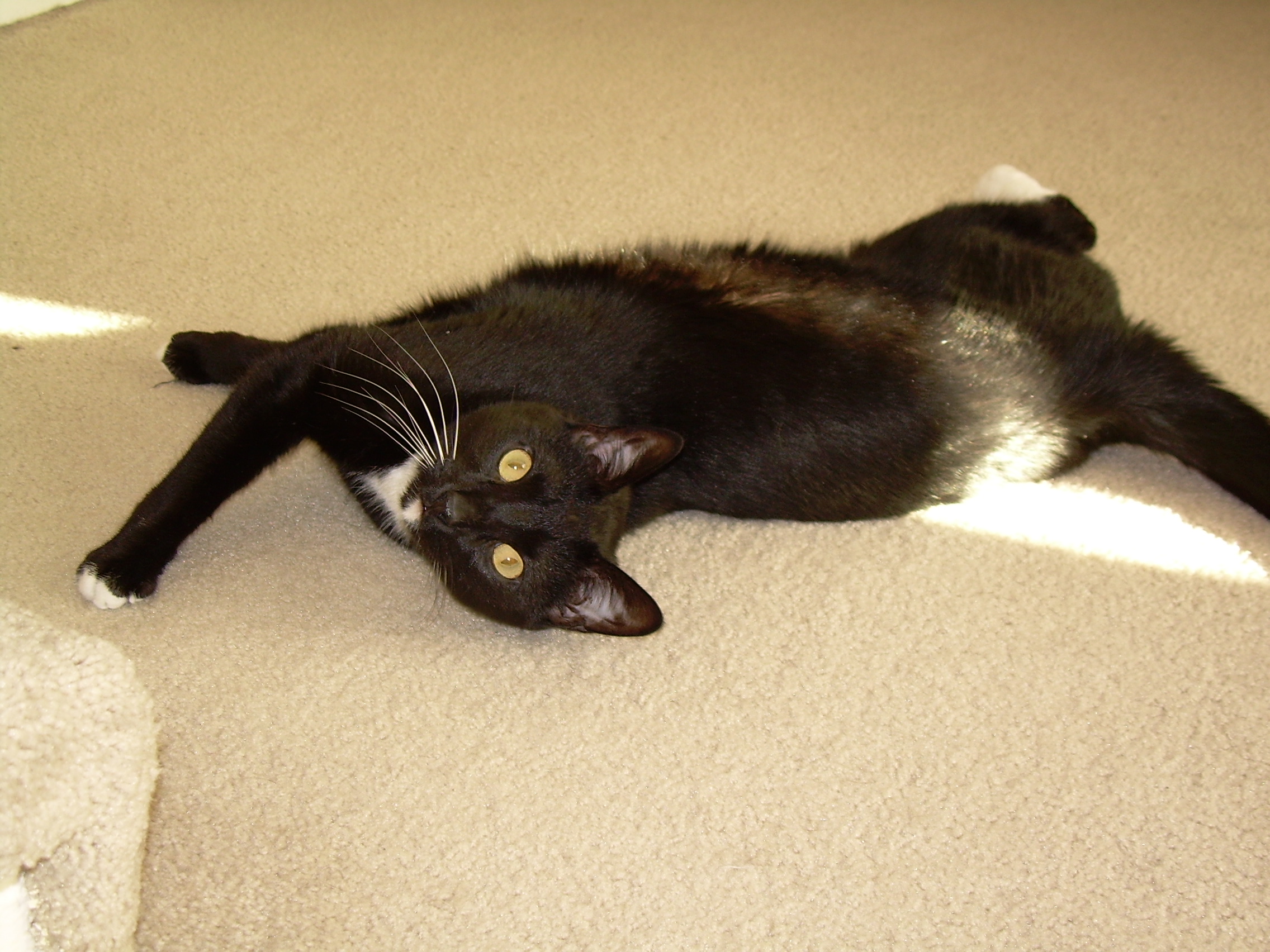 Spunky Cat | Pics4Learning