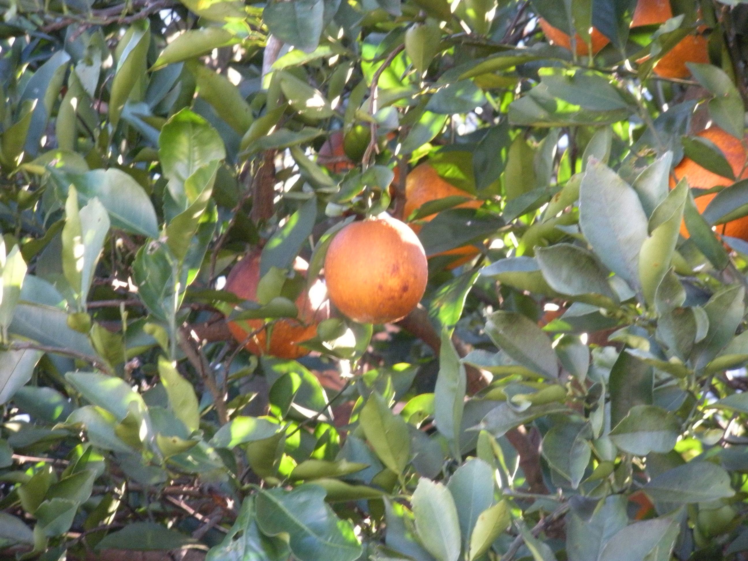 Orange on tree | Pics4Learning