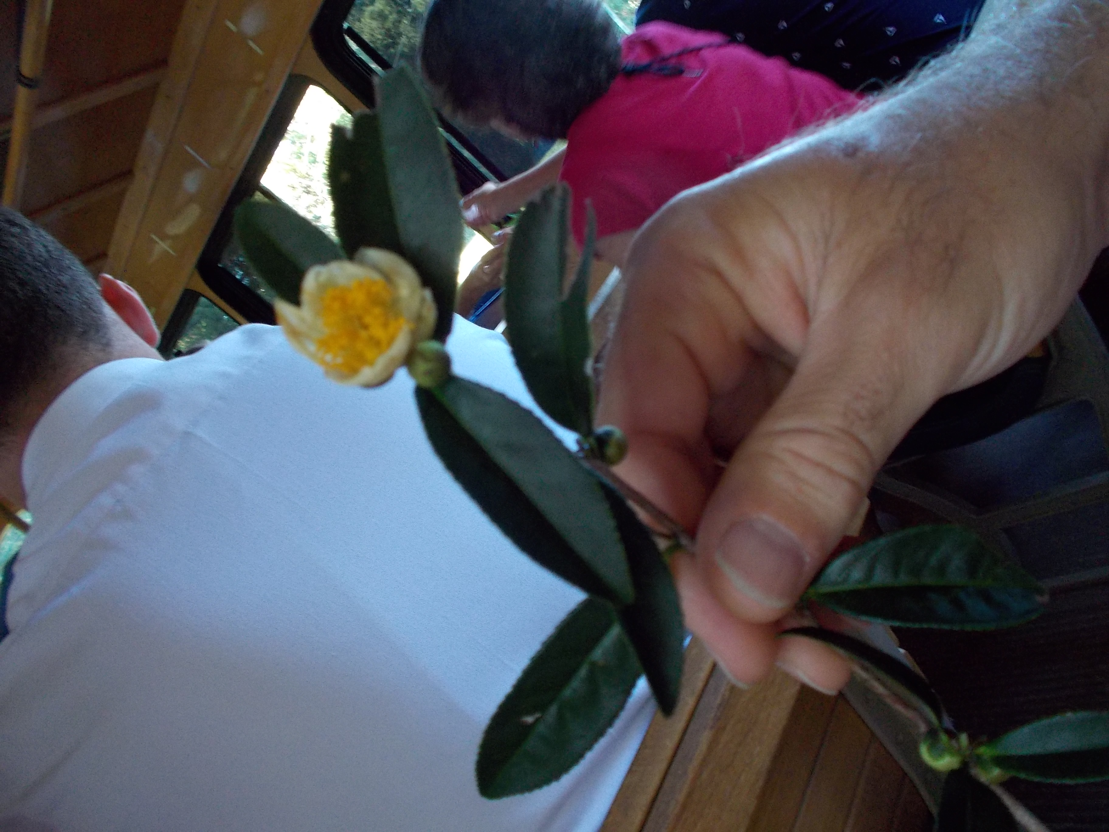 Tea leaves with flower | Pics4Learning