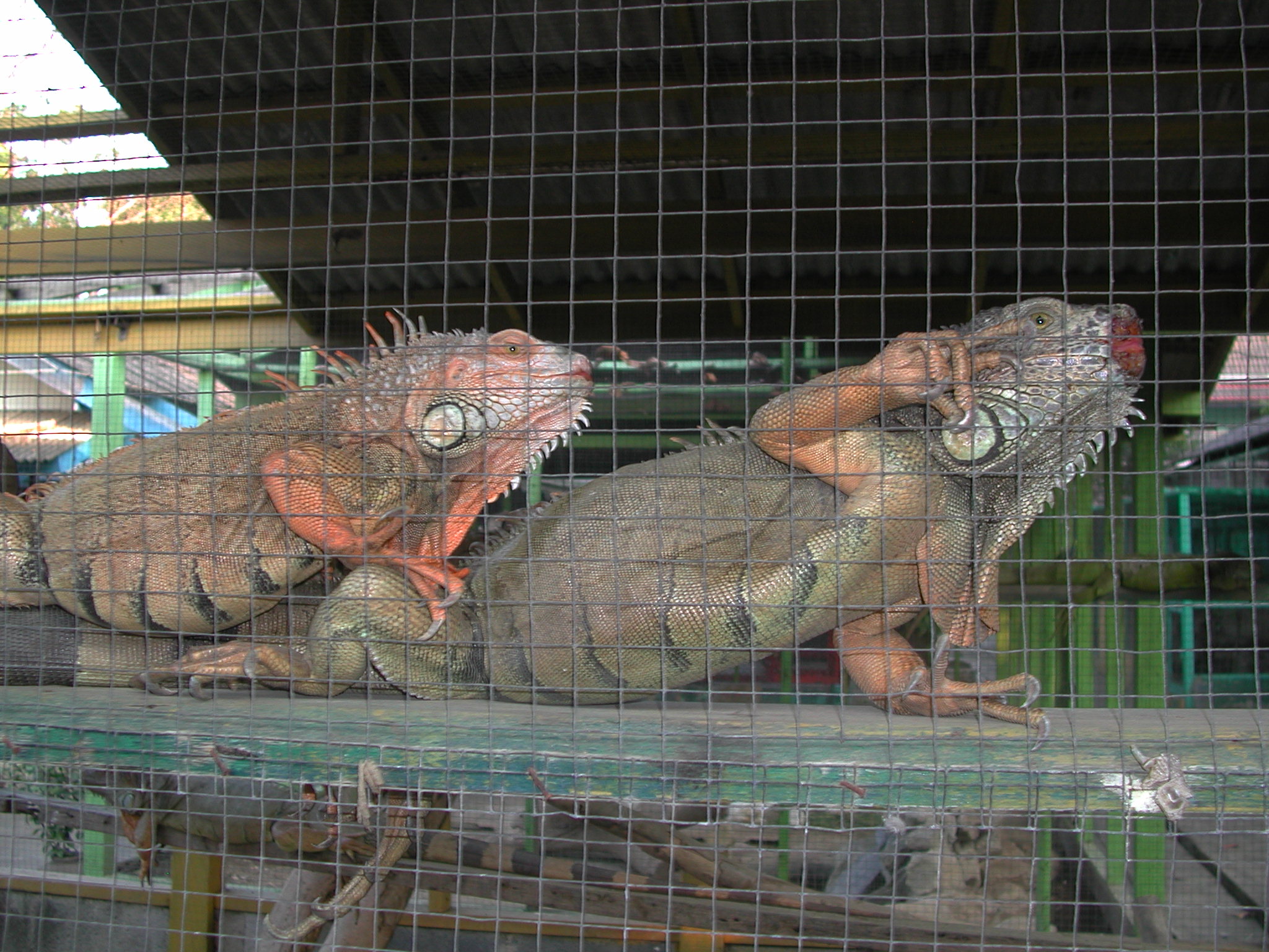 Iguanas | Pics4Learning