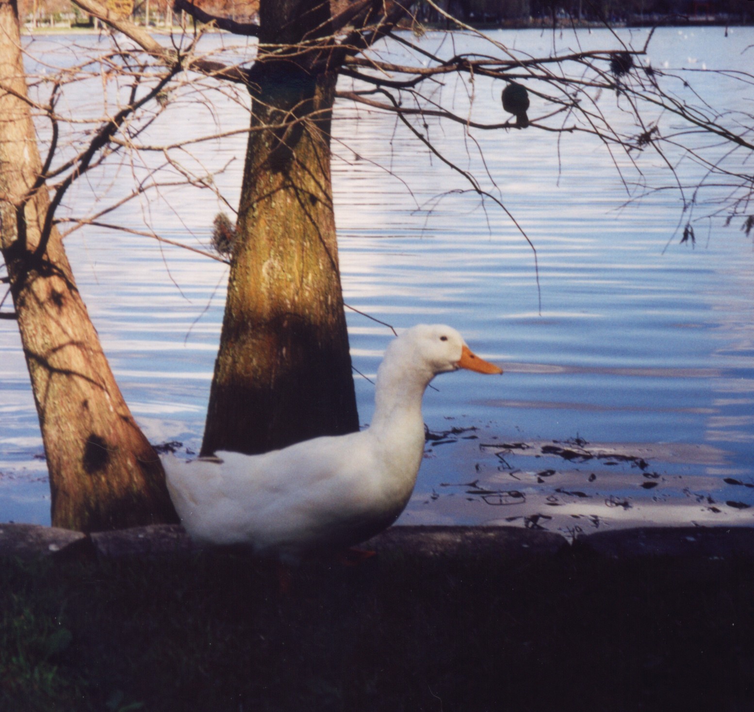 duck | Pics4Learning