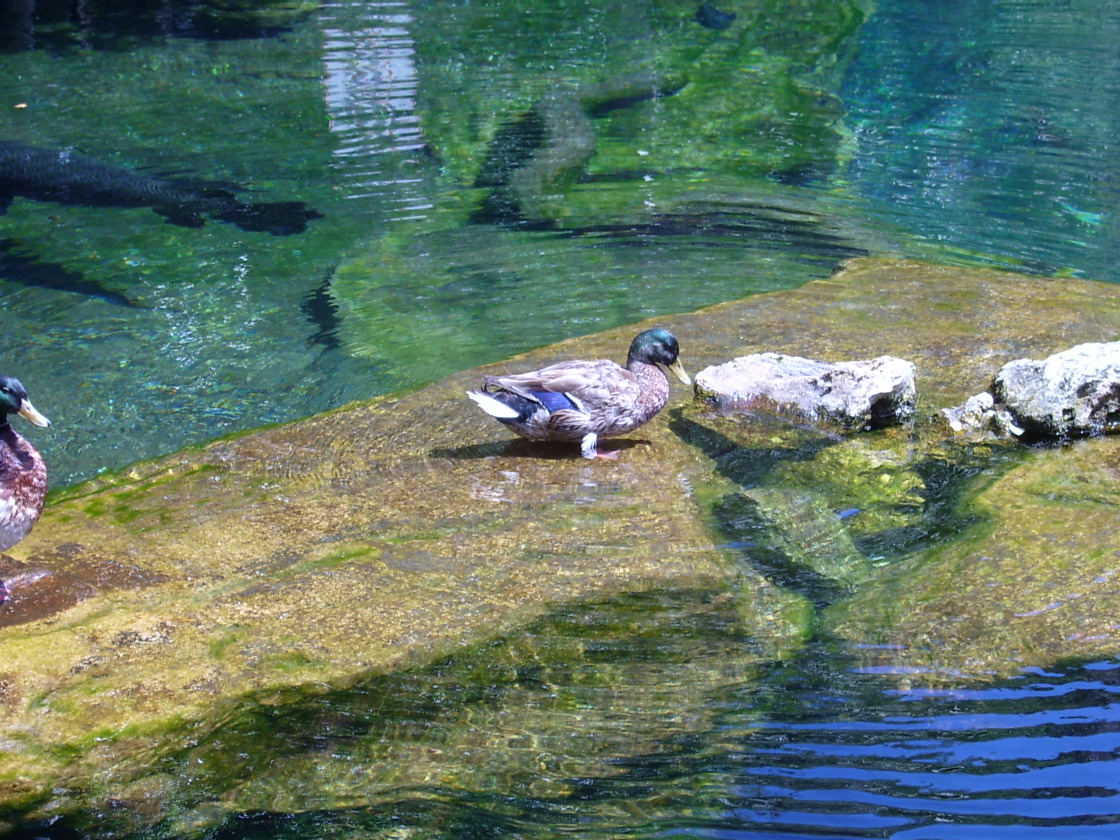 duck | Pics4Learning