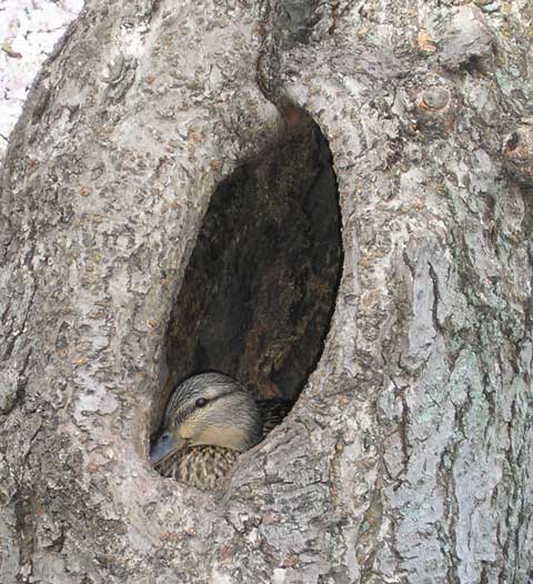 Duck nesting in tree | Pics4Learning