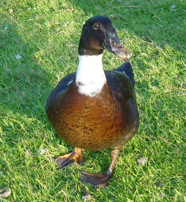 Duck | Pics4Learning