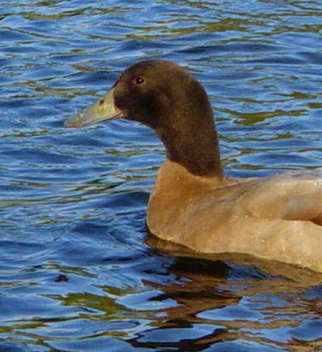 Buff Duck | Pics4Learning