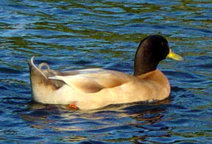 Buff Duck | Pics4Learning