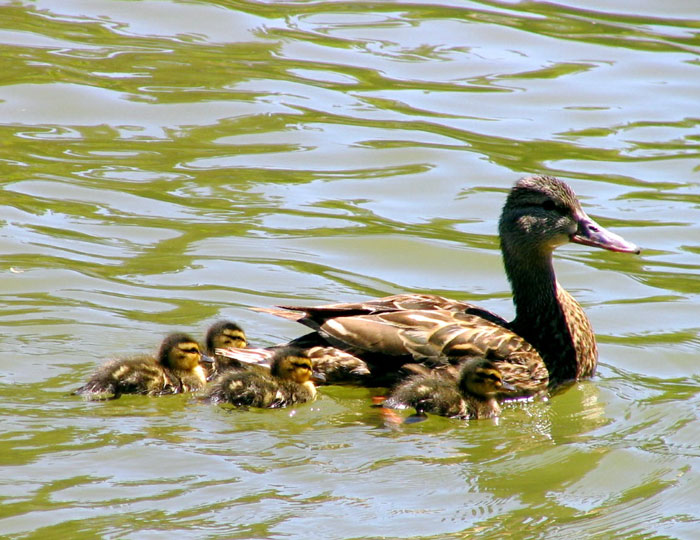 Mallard ducklings with mother duck | Pics4Learning