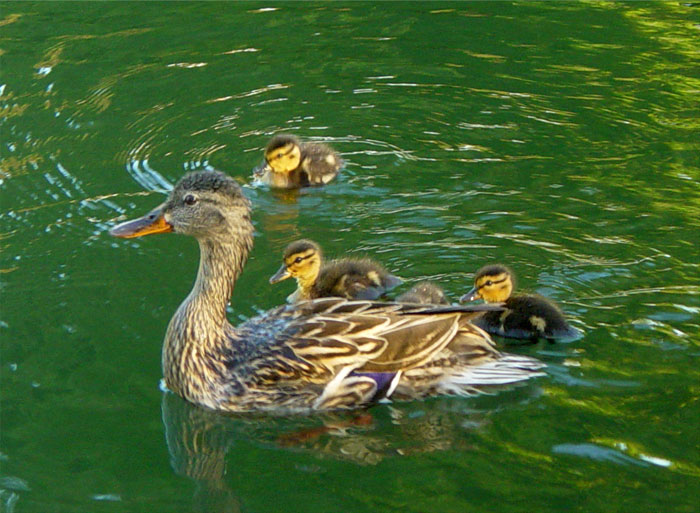 Mallard ducklings with mother duck | Pics4Learning