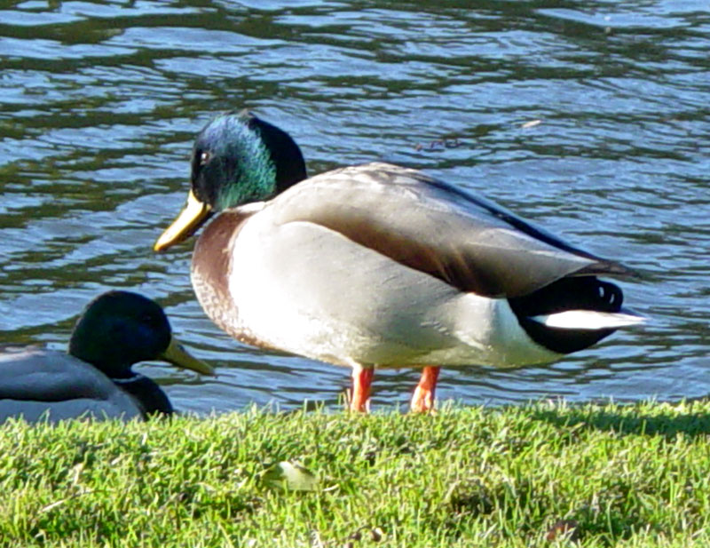 Mallard Duck | Pics4Learning