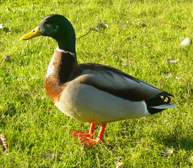 Mallard Duck | Pics4Learning