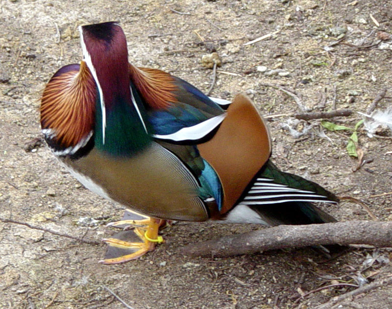 Mandarin Duck | Pics4Learning