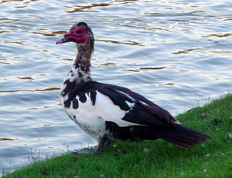 Muscovy Duck | Pics4Learning