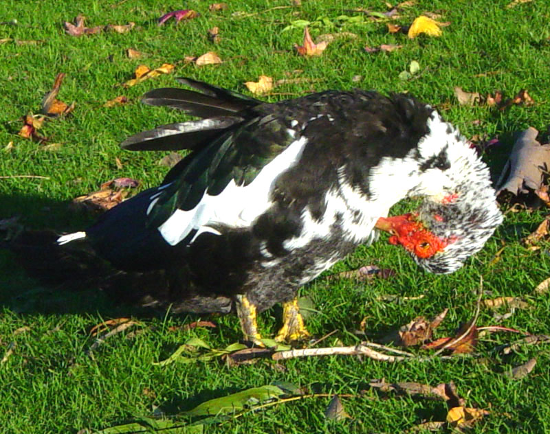 Muscovy Duck | Pics4Learning