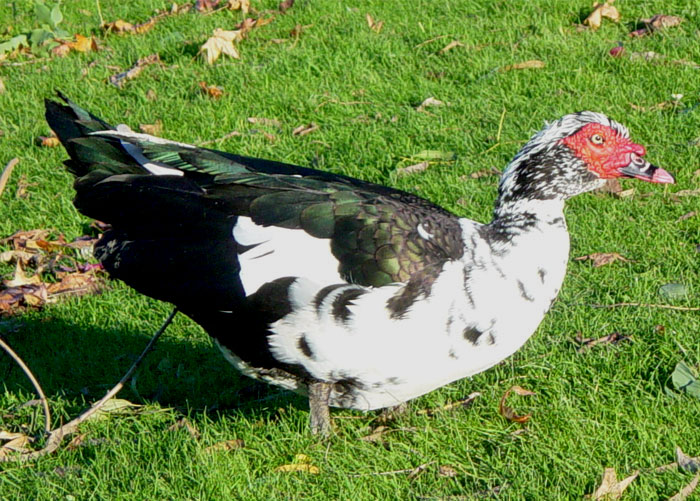 Muscovy Duck | Pics4Learning