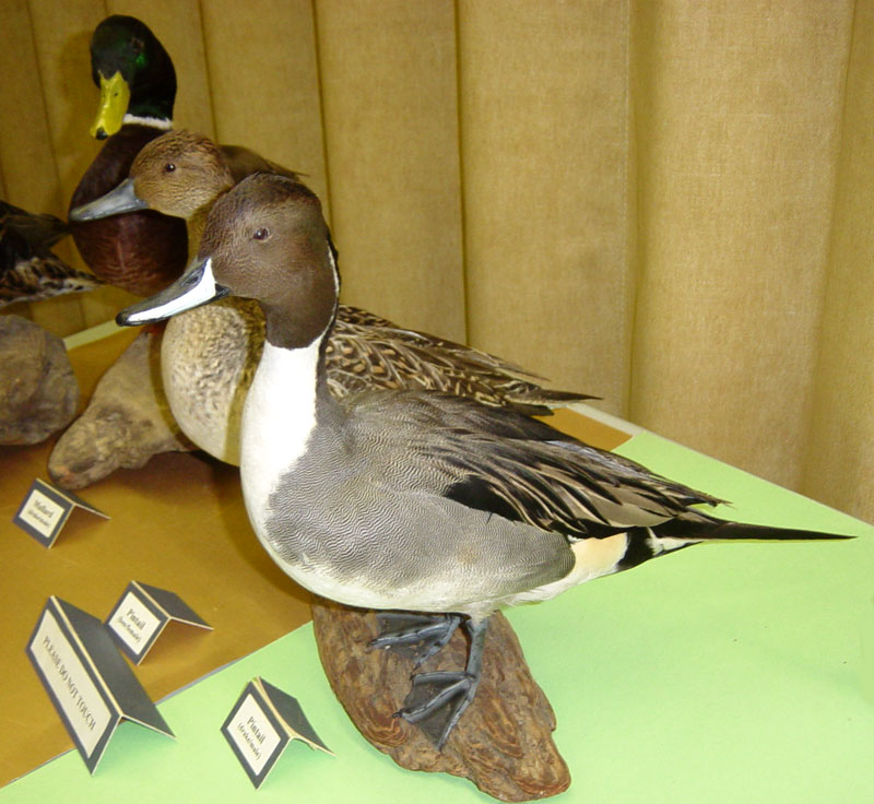 Pintail Duck | Pics4Learning