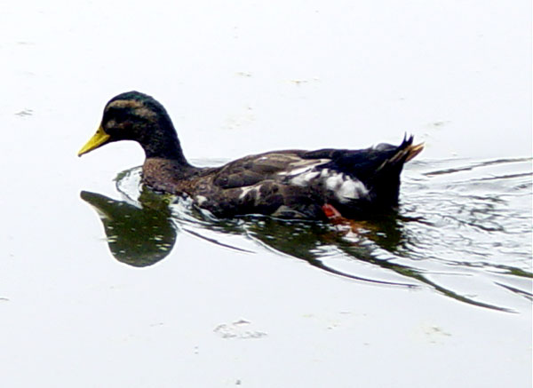 Duck with Reflection | Pics4Learning