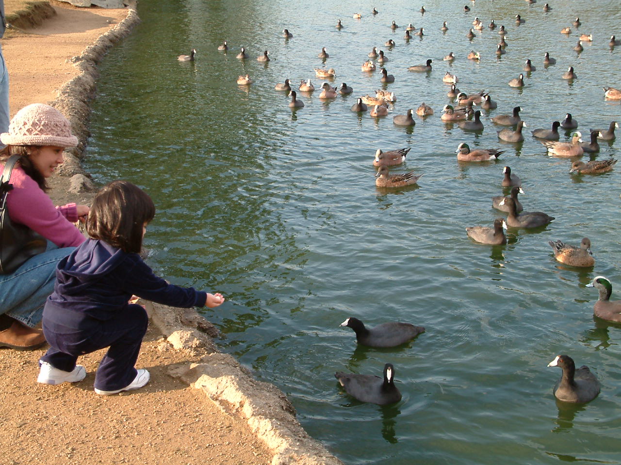 Ducks12 | Pics4Learning