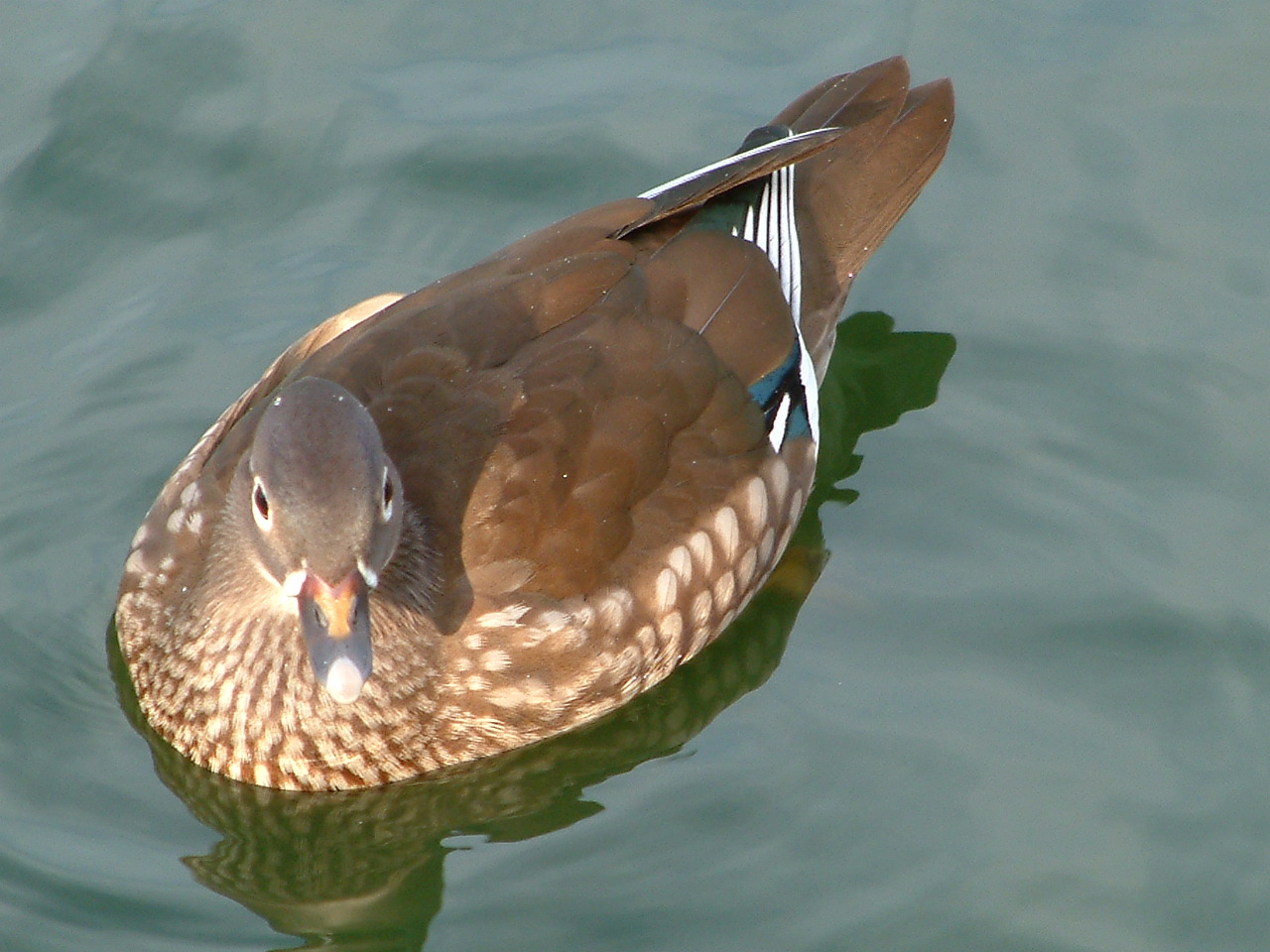 Duck13 | Pics4Learning